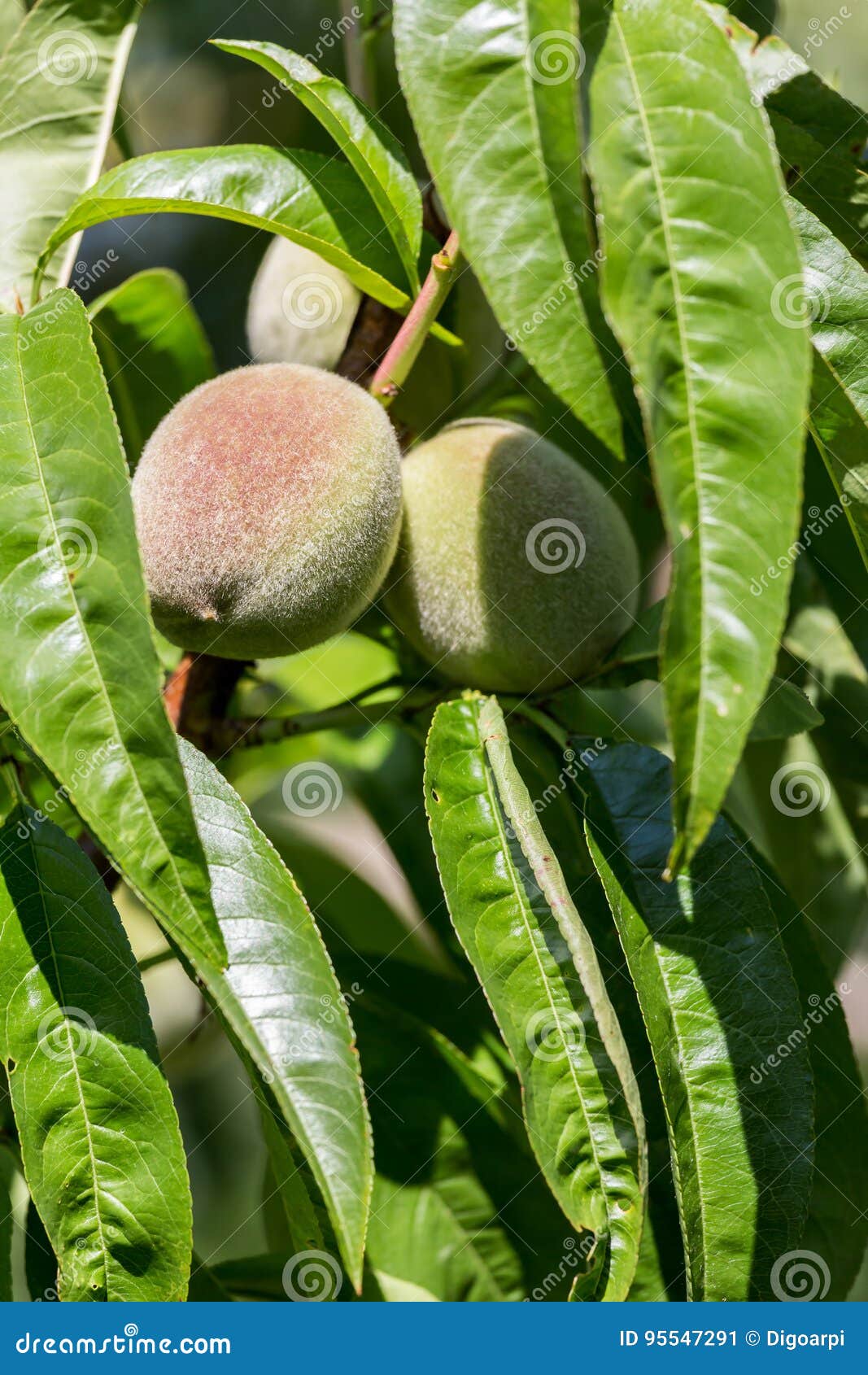Green Peach Fruit on the Tree Stock Image - Image of macro, ingredient ...