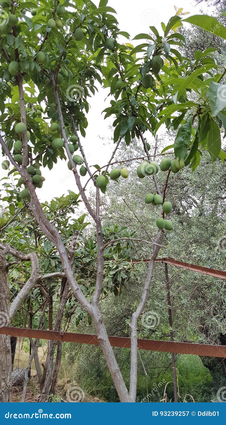 Green peaches stock image. Image of tree, peach, white - 93239257