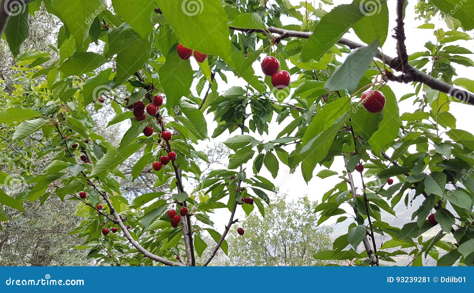 Green peaches stock image. Image of unripe, white, green - 93239281