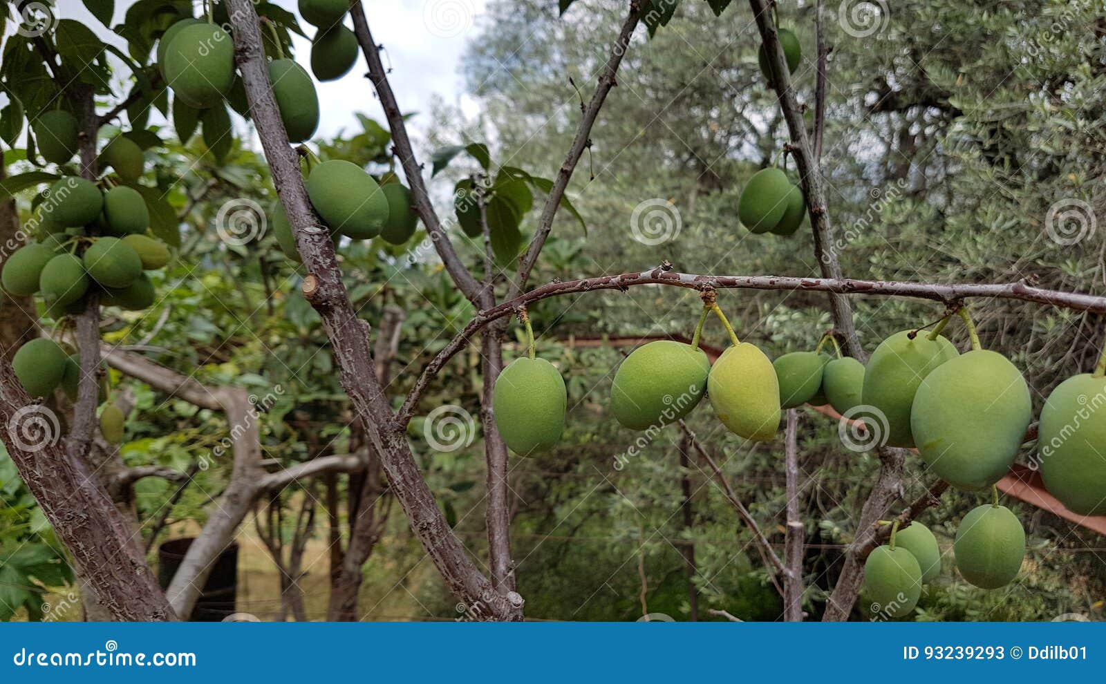 Green peaches stock image. Image of green, peaches, leaves - 93239293