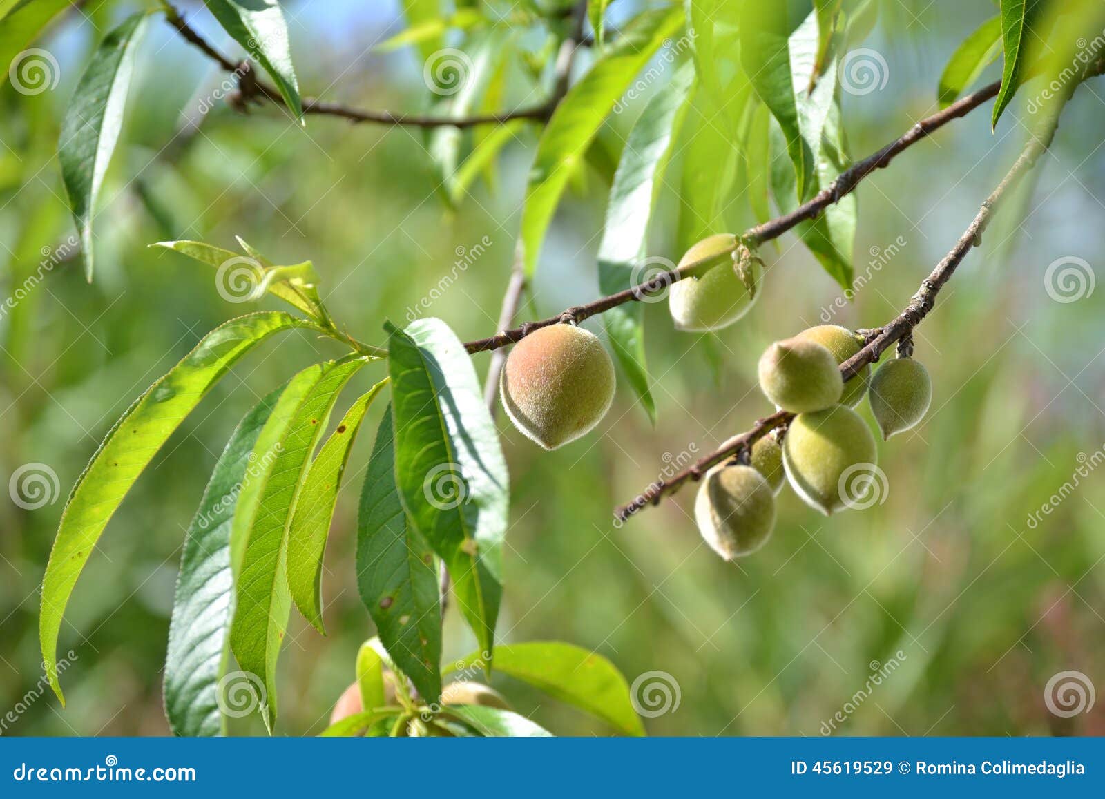 Green peaches stock image. Image of growing, flowers - 45619529