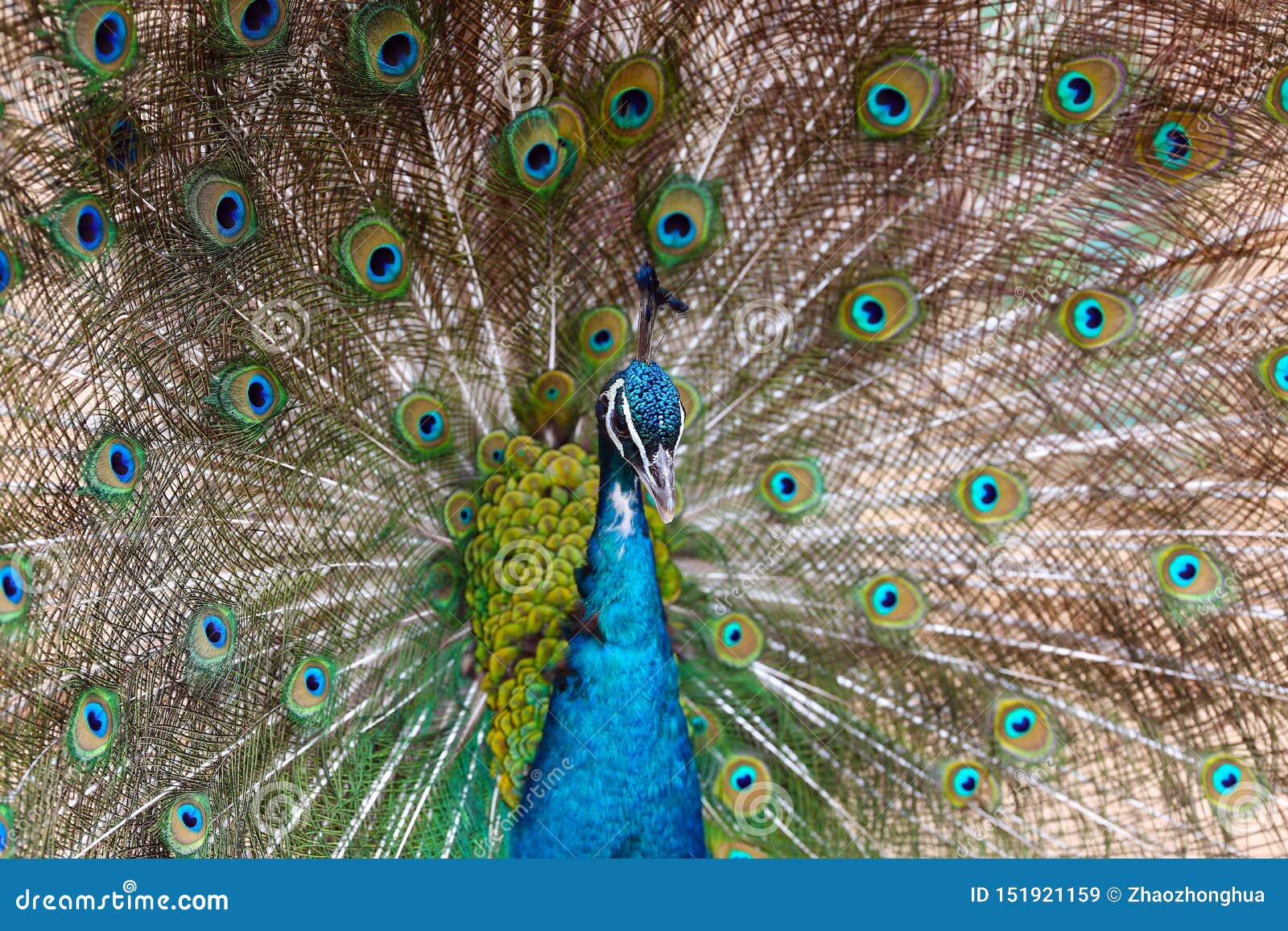 Green peacock. stock image. Image of attract, colourful - 151921159