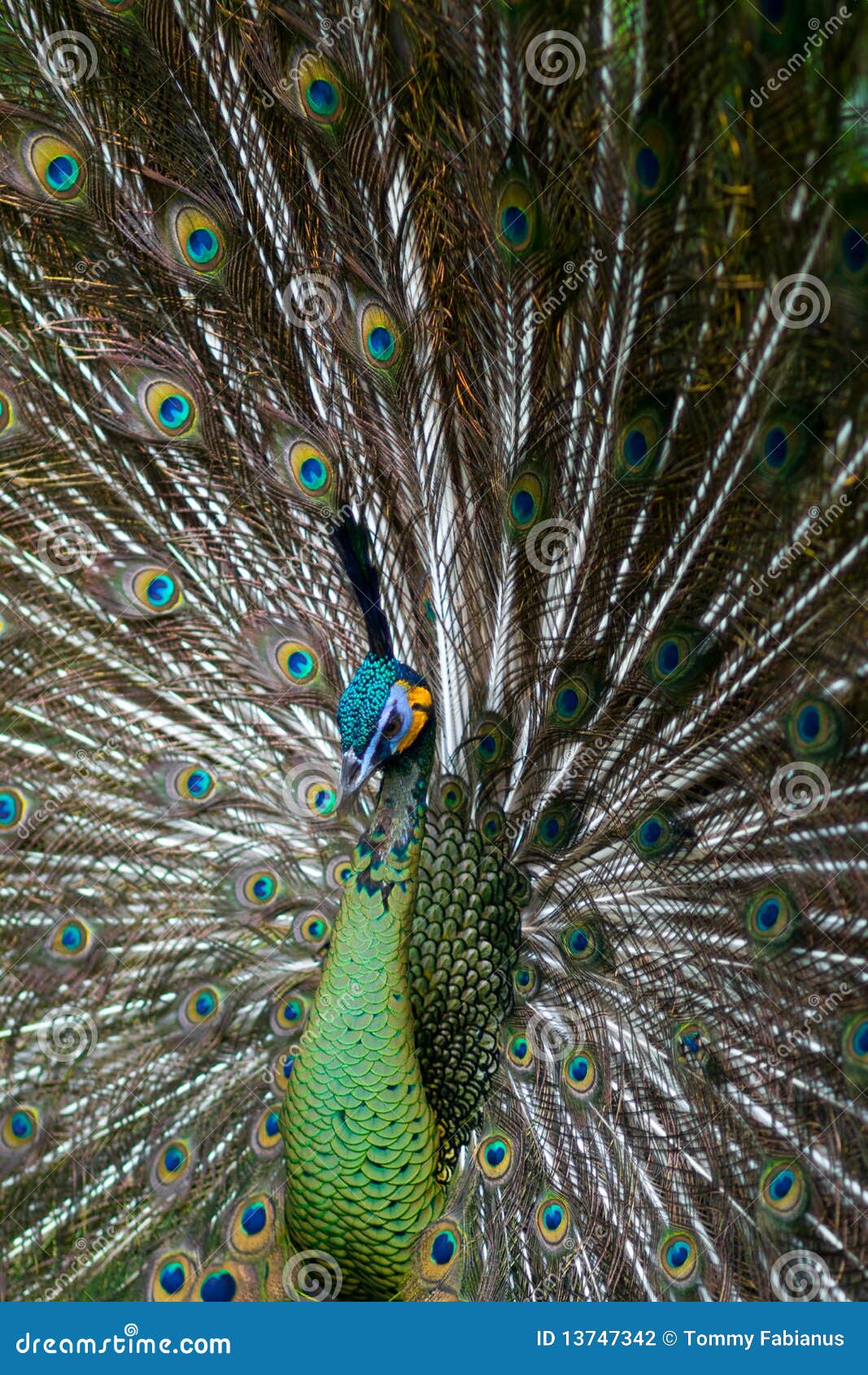 Green Peafowl 02 stock photo. Image of nature, animal - 13747342
