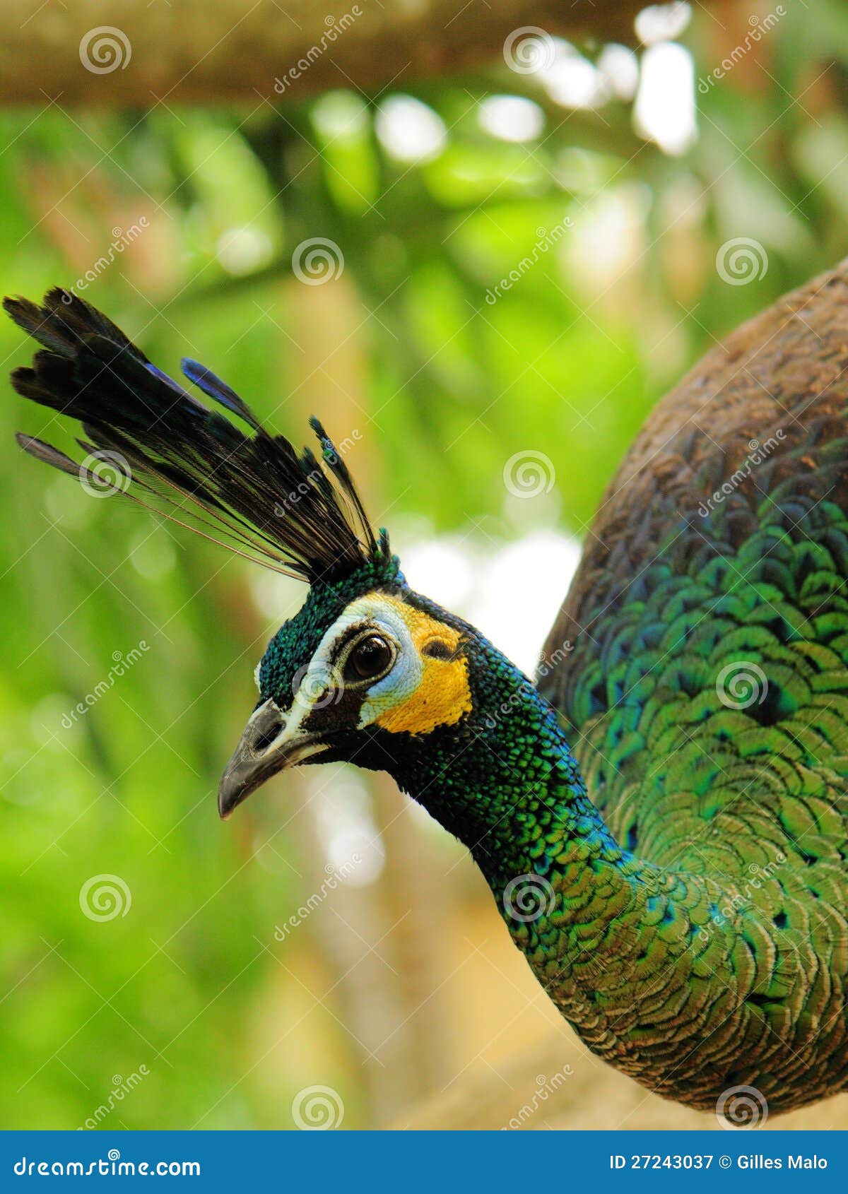 Green Peafowl stock image. Image of billed, wild, birds - 27243037