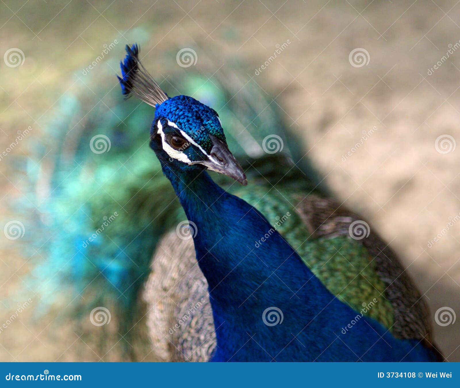 Green Peafowl stock photo. Image of animal, avian, bird - 3734108