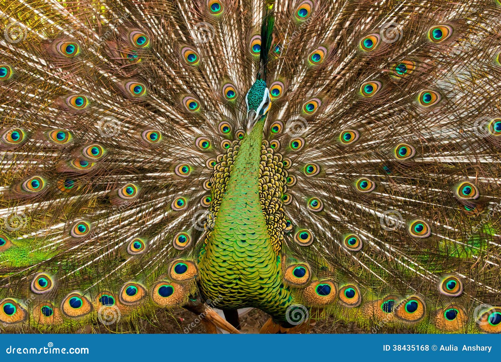 Green Peafowl stock photo. Image of bird, green, peafowl - 38435168