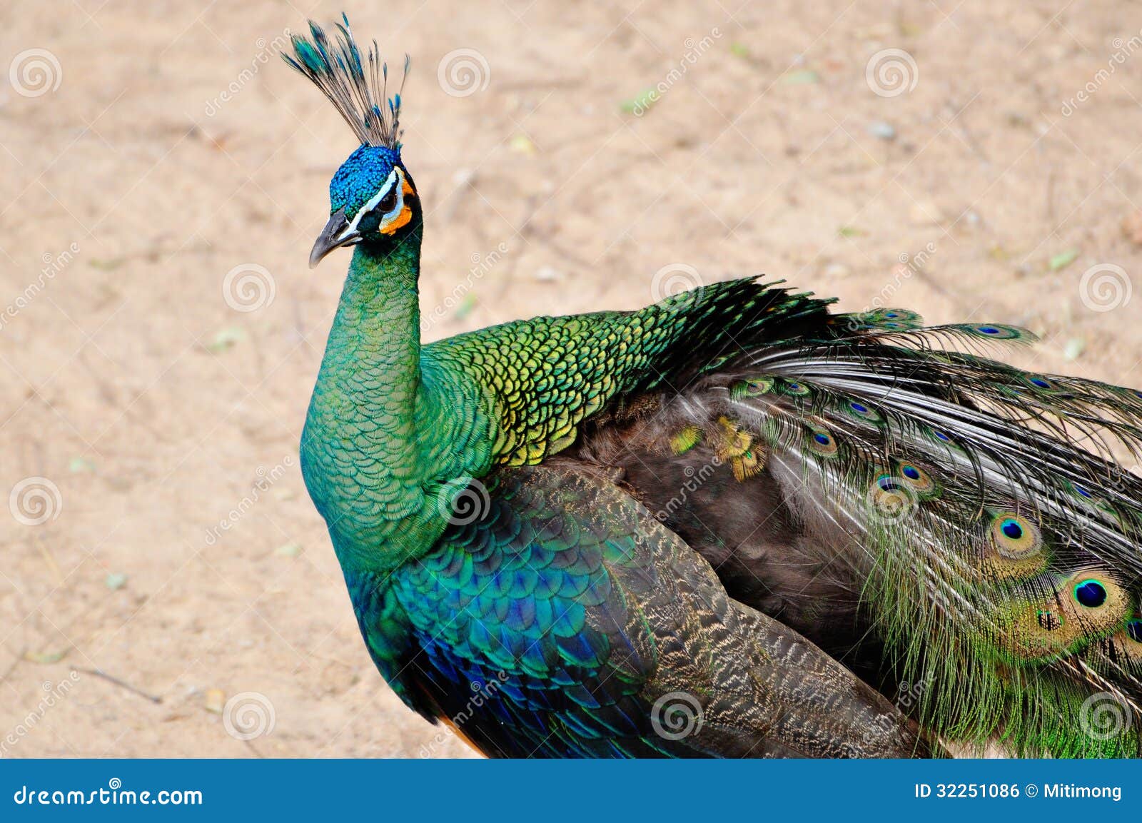 Green Peafowl closeup stock photo. Image of peacock, natural - 32251086