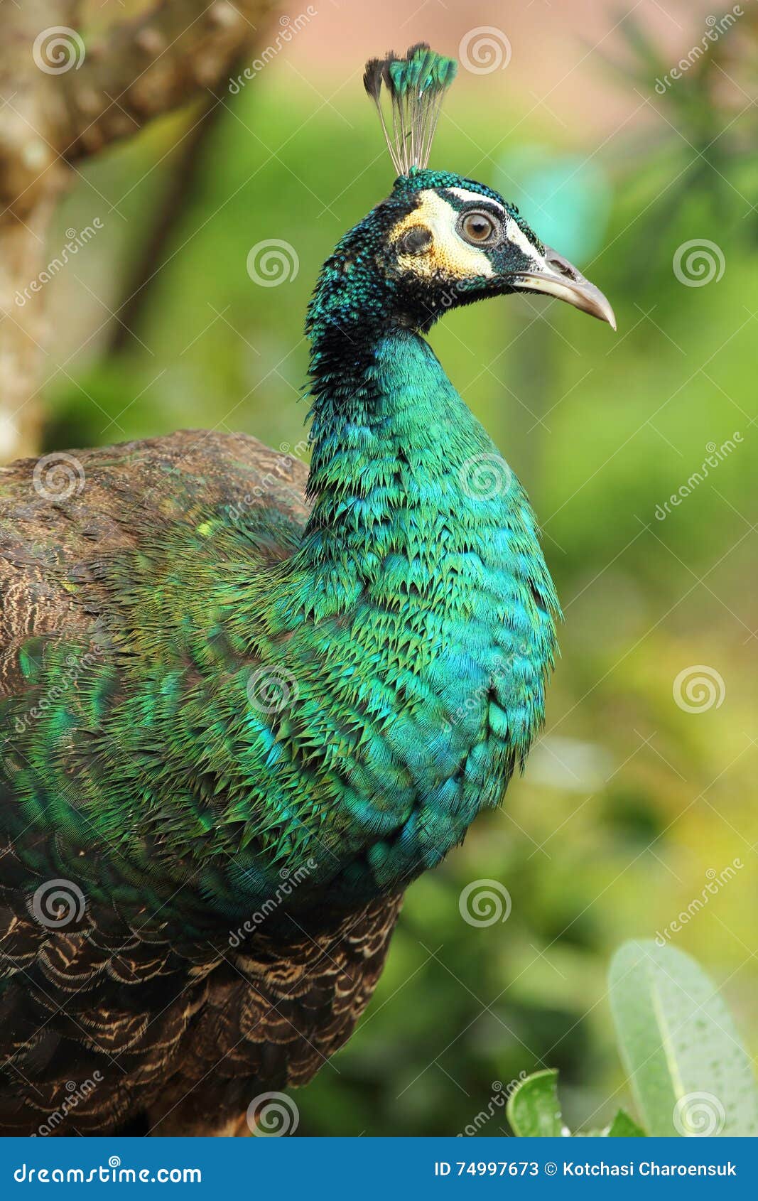 Green peafowl stock image. Image of animal, bird, african - 74997673