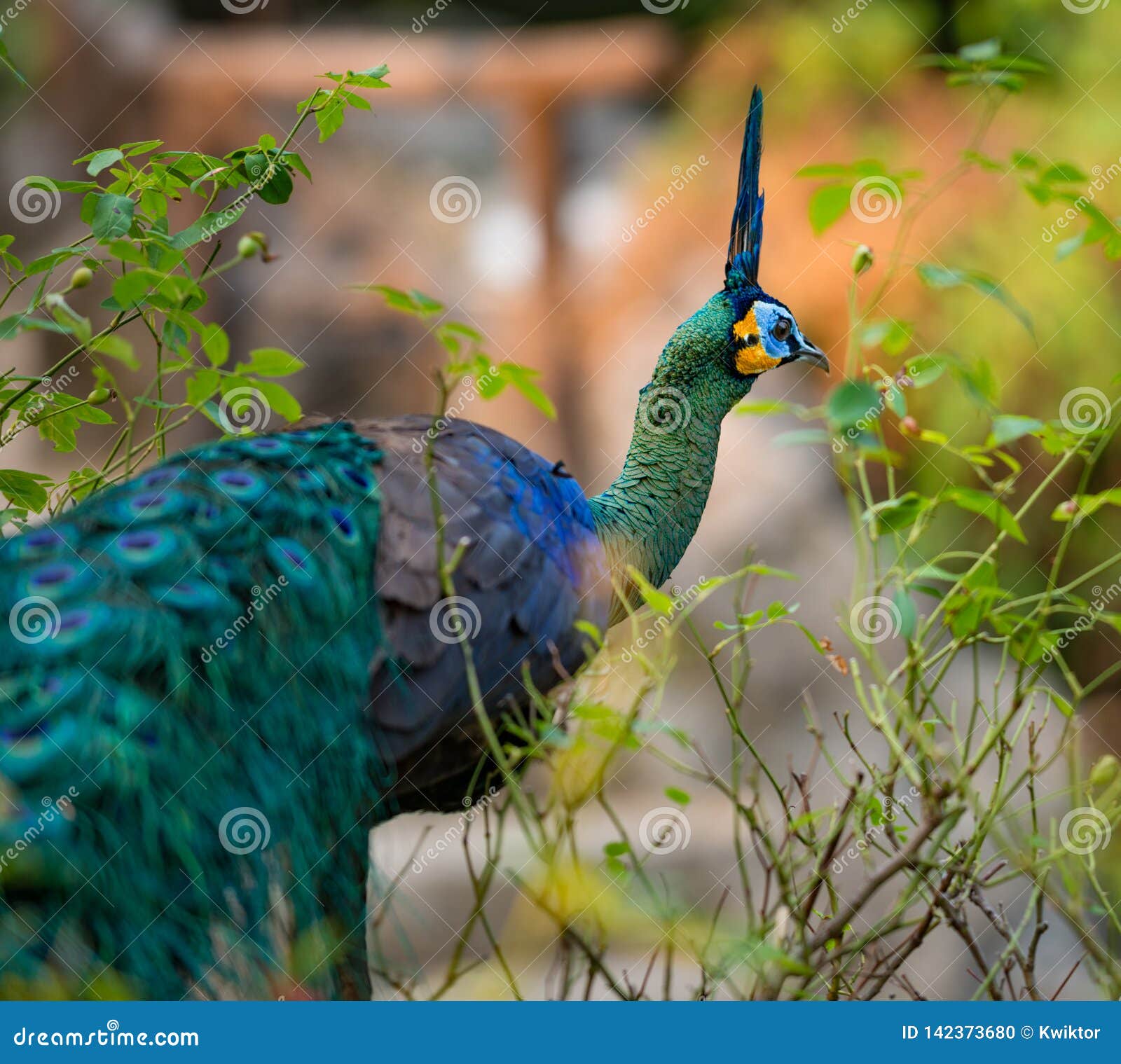 Green peafowl Pavo muticus stock photo. Image of jungle - 142373680