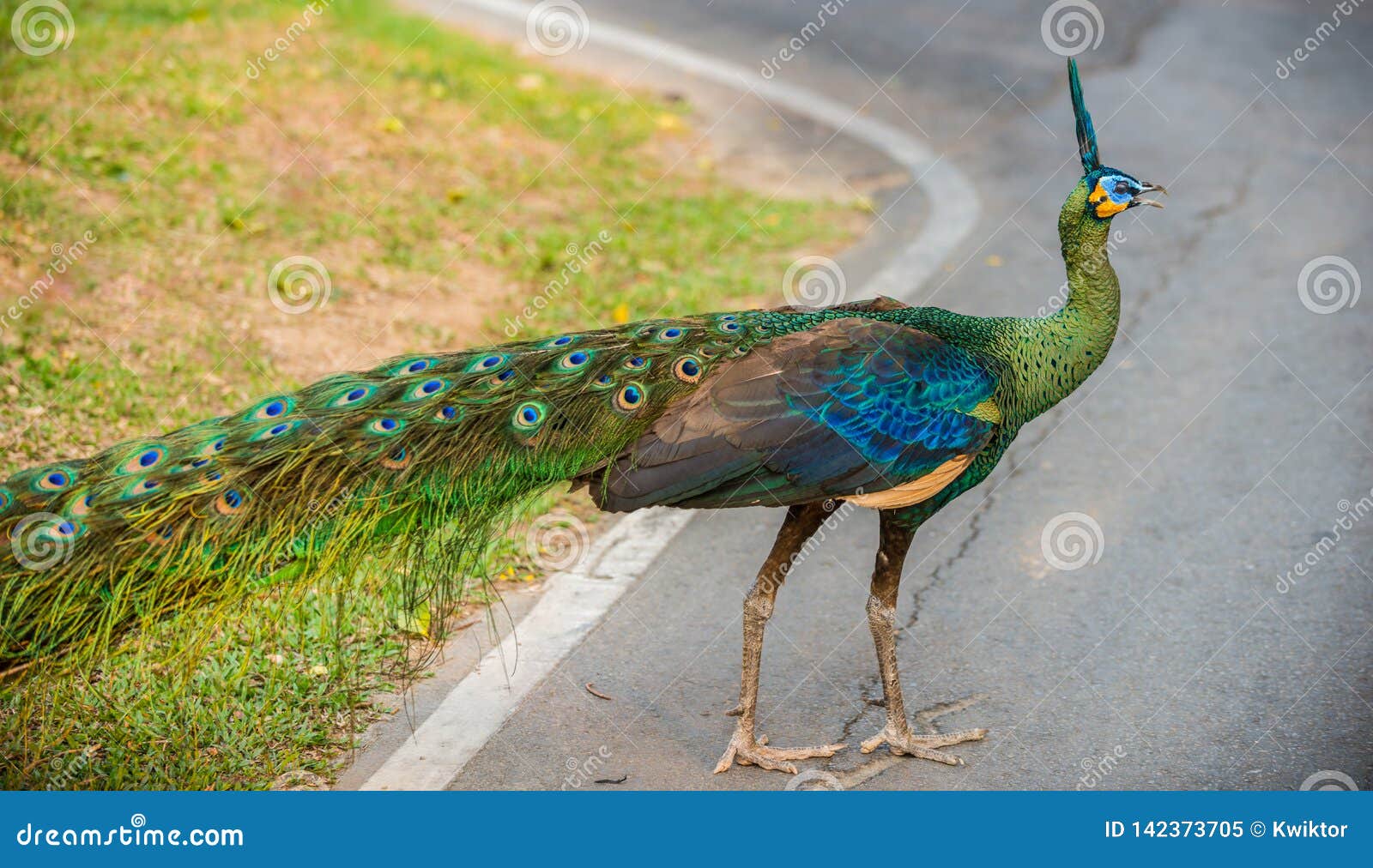 Green Peafowl Pavo Muticus Also Known As Java Peafowl Stock Image ...