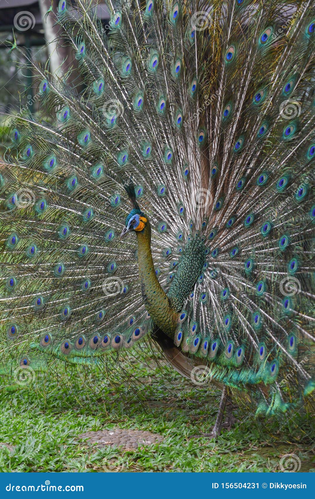 Green peafowl stock image. Image of eyes, known, nature - 156504231
