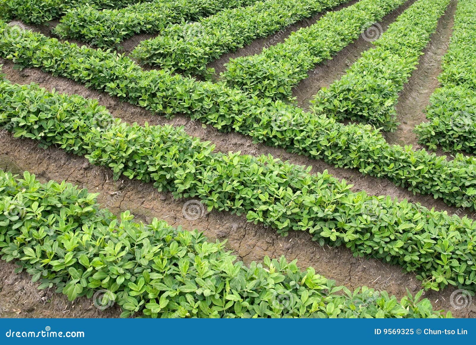 1,669 Green Peanut Farm Stock Photos - Free & Royalty-Free Stock Photos ...