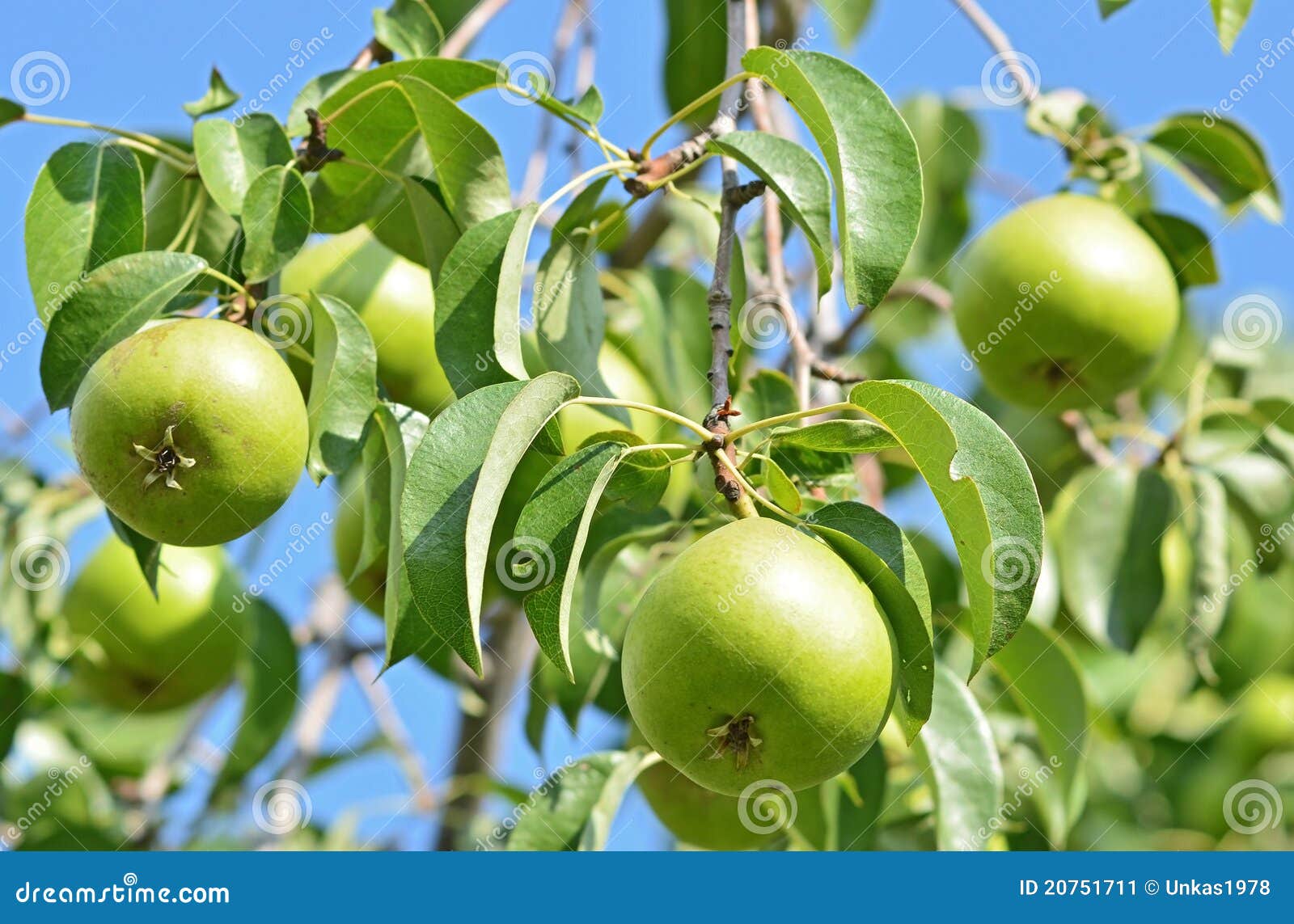 Green pear stock image. Image of food, gourmet, green - 20751711