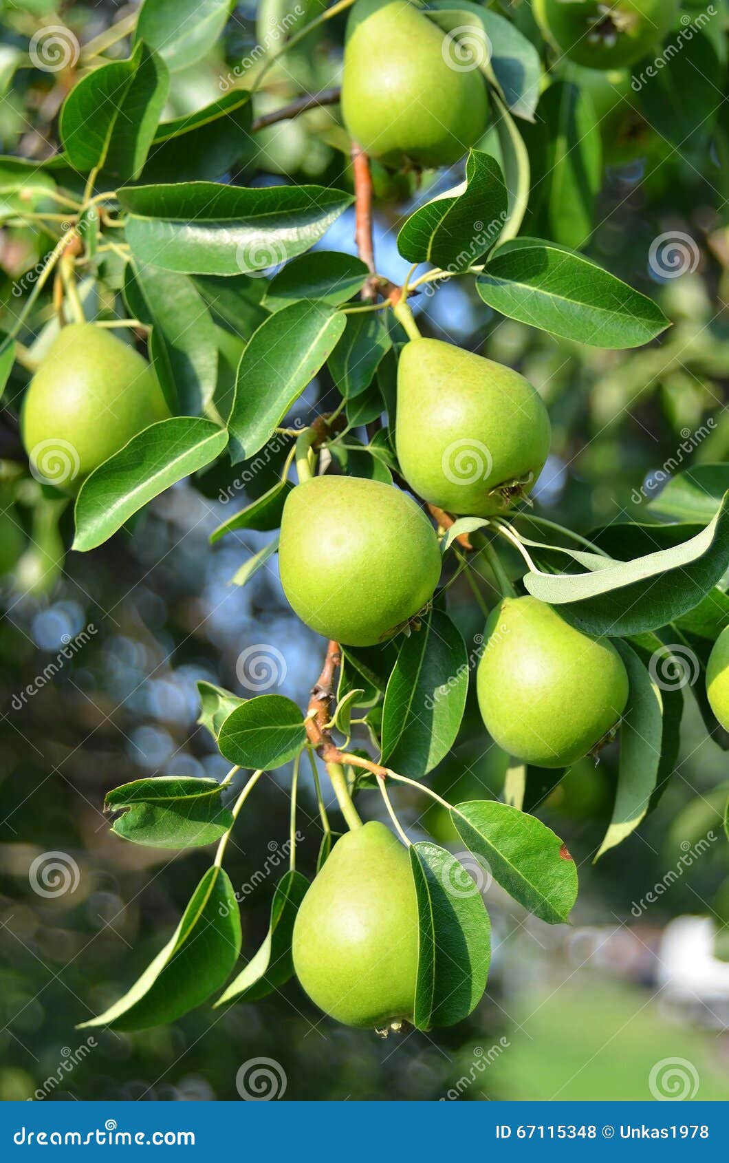Green pear on the branch stock photo. Image of sweet - 67115348