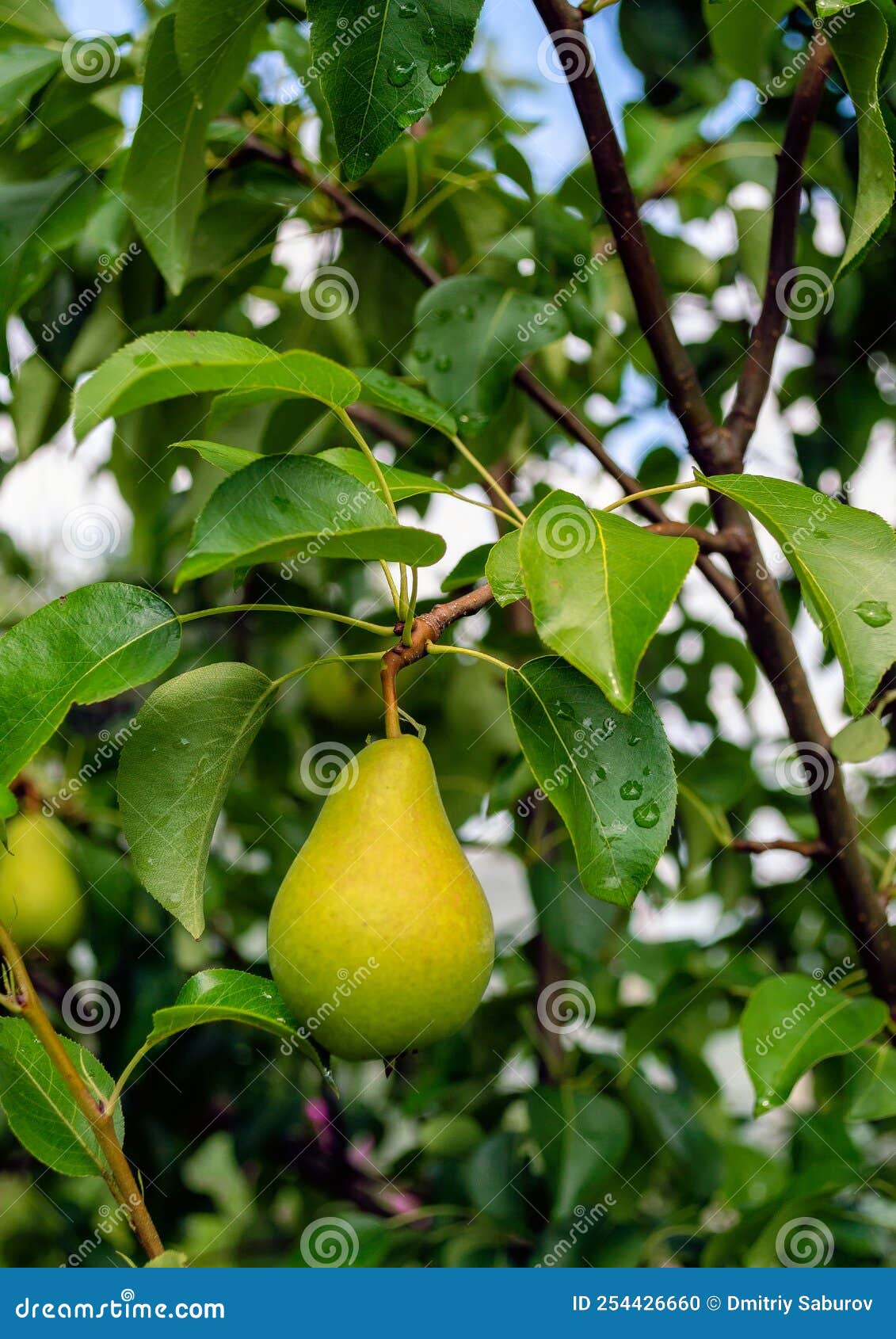 Green Pear Fruit Hanging on a Branch Stock Photo - Image of natural ...