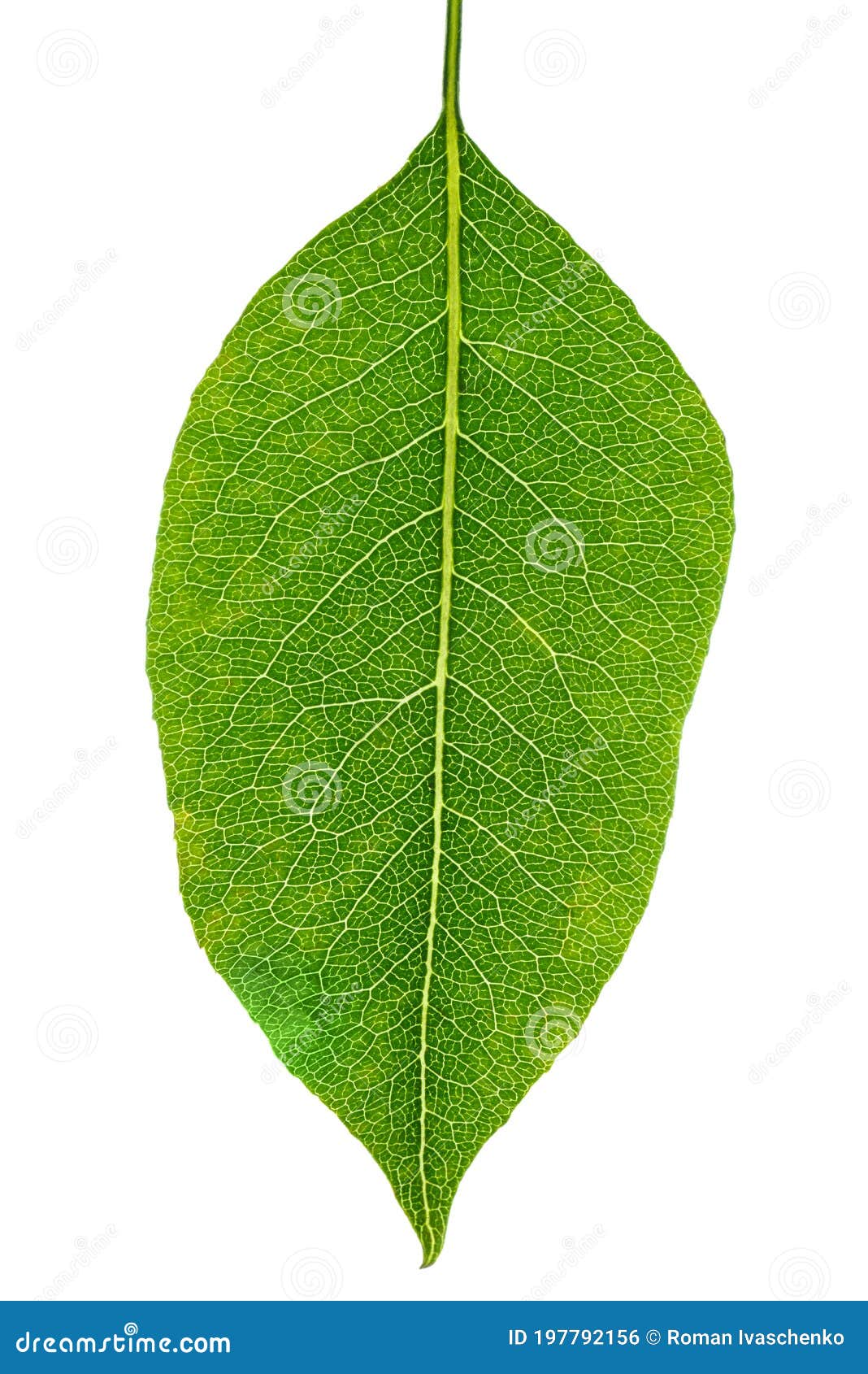 Green pear leaf stock photo. Image of macro, tree, leaf - 197792156