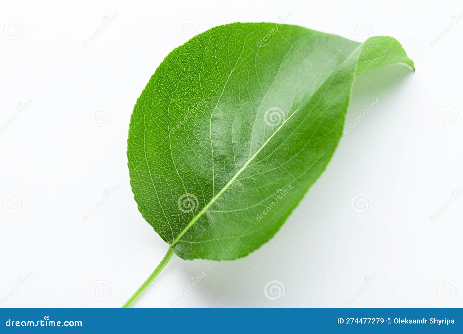 Green Pear Leaf on White Background Stock Image - Image of background ...