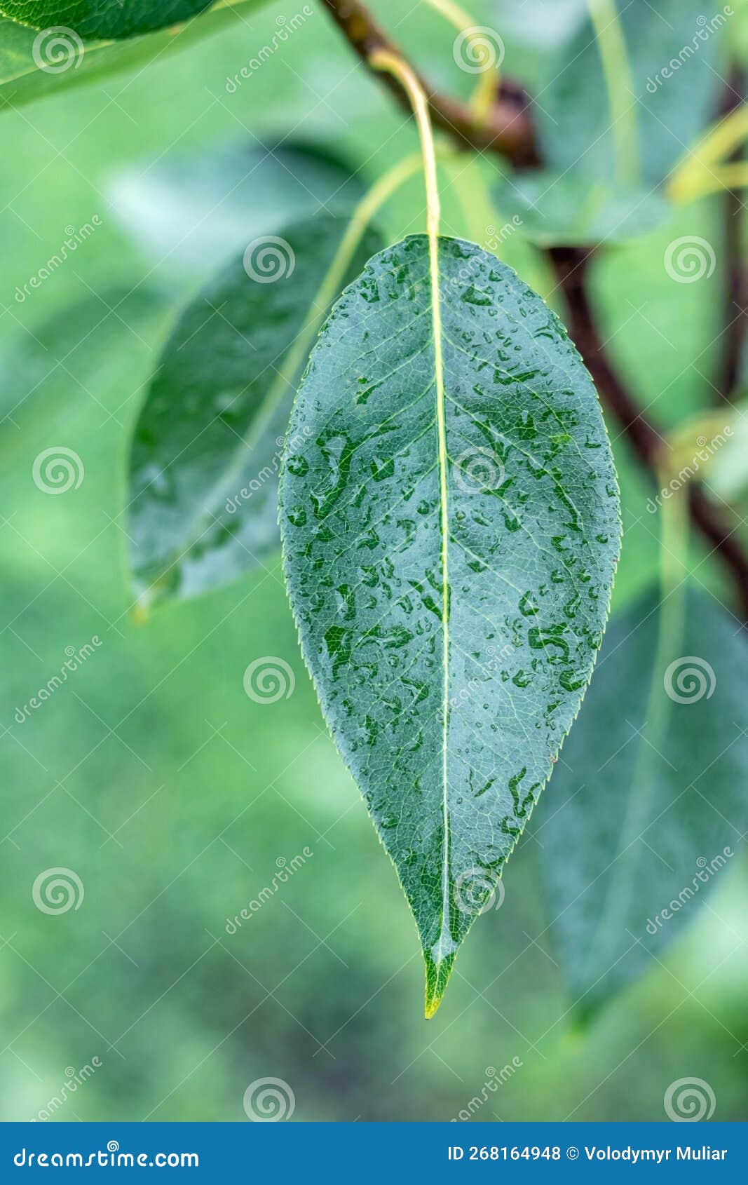 Green Pear Leaves with Raindrops in the Garden on a Tree Stock Photo ...