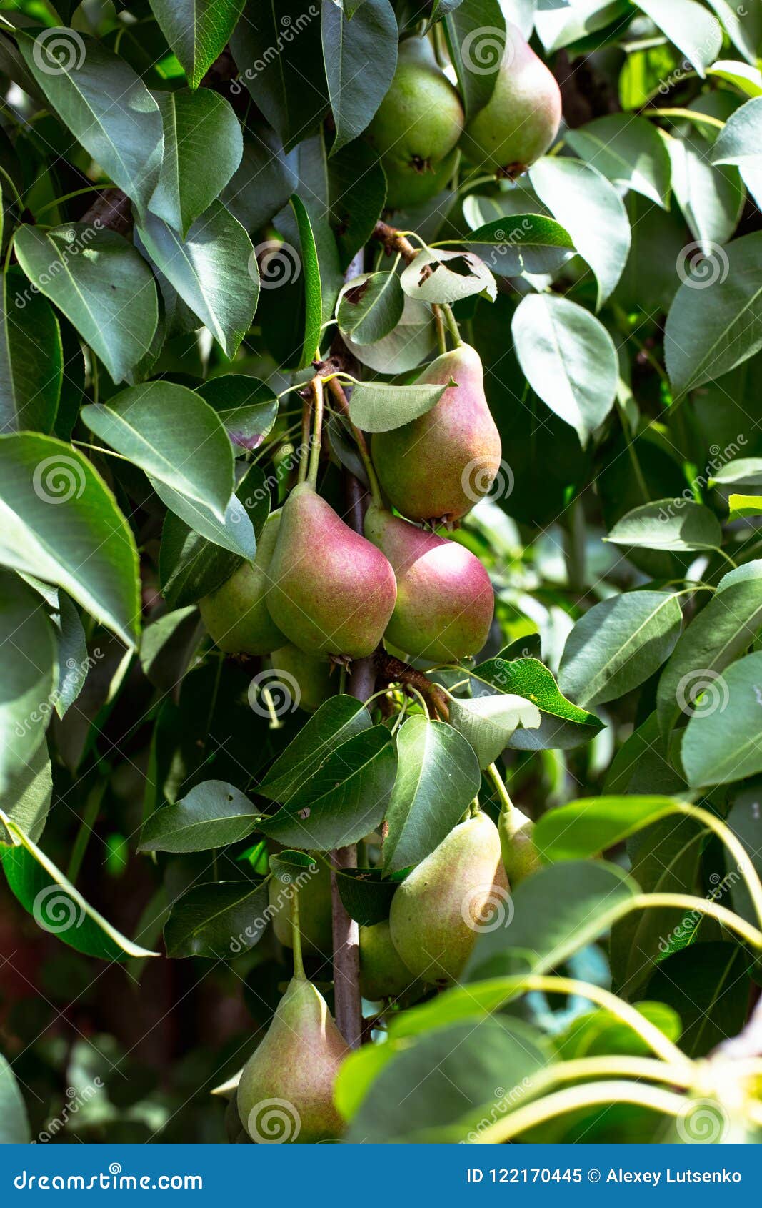 A green pear on a tree stock image. Image of healthy - 122170445