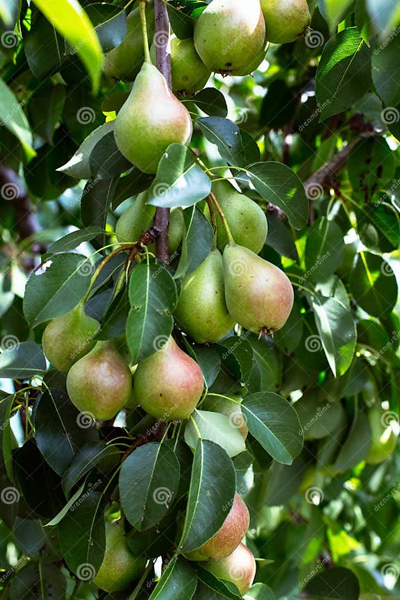 A green pear on a tree stock photo. Image of grow, nature - 122297716