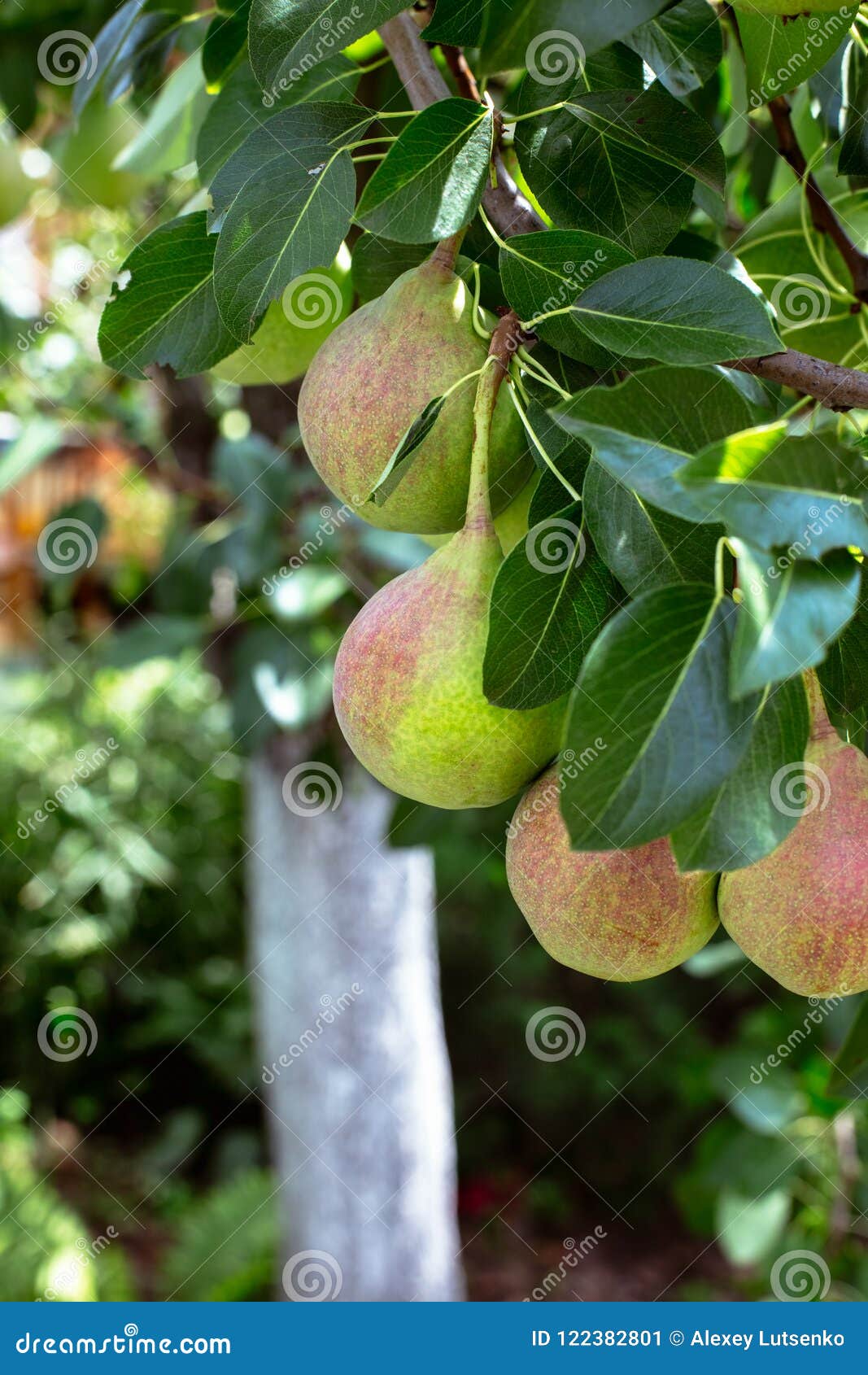 A green pear on a tree stock image. Image of freshness - 122382801