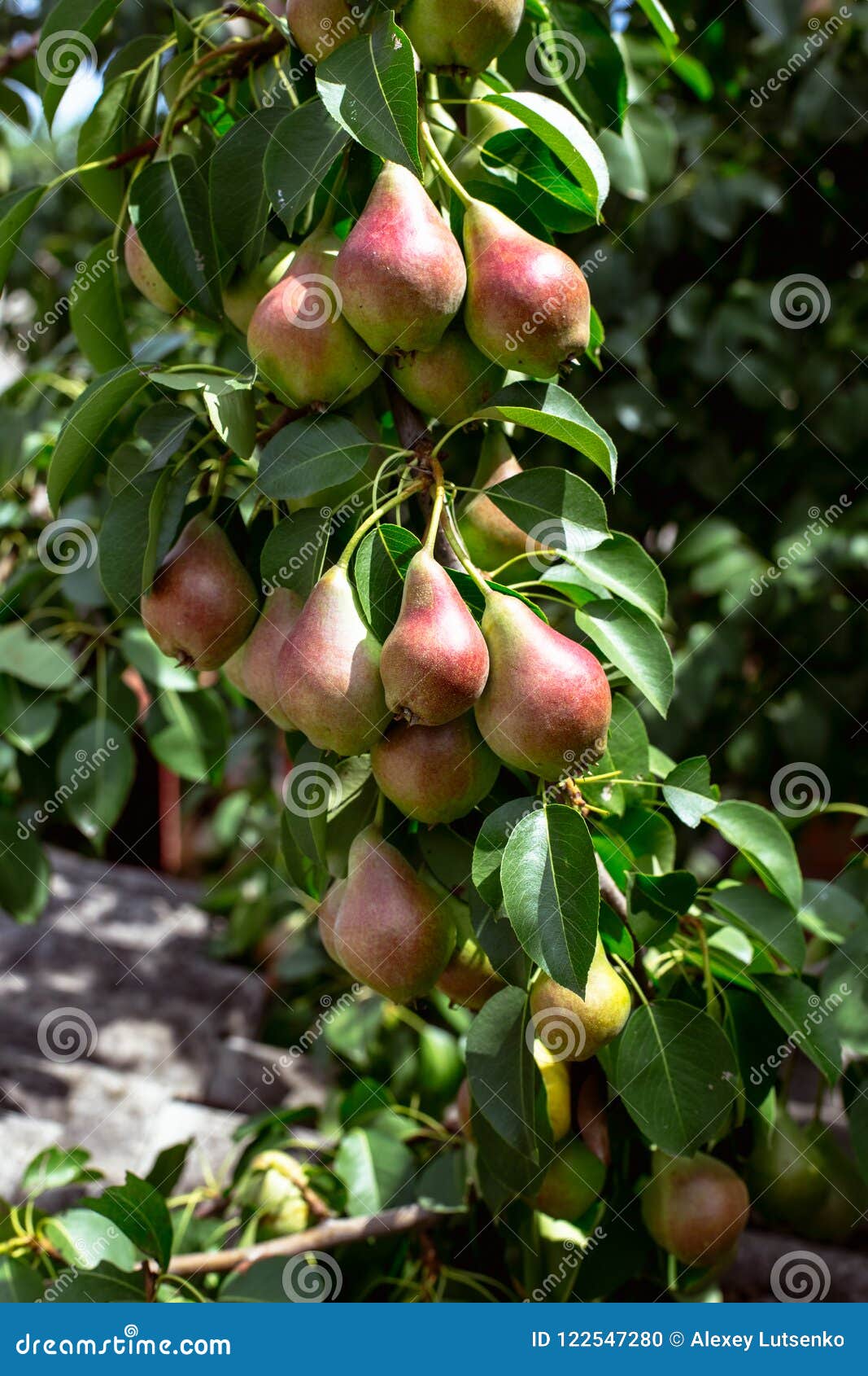 A green pear on a tree stock photo. Image of orchard - 122547280