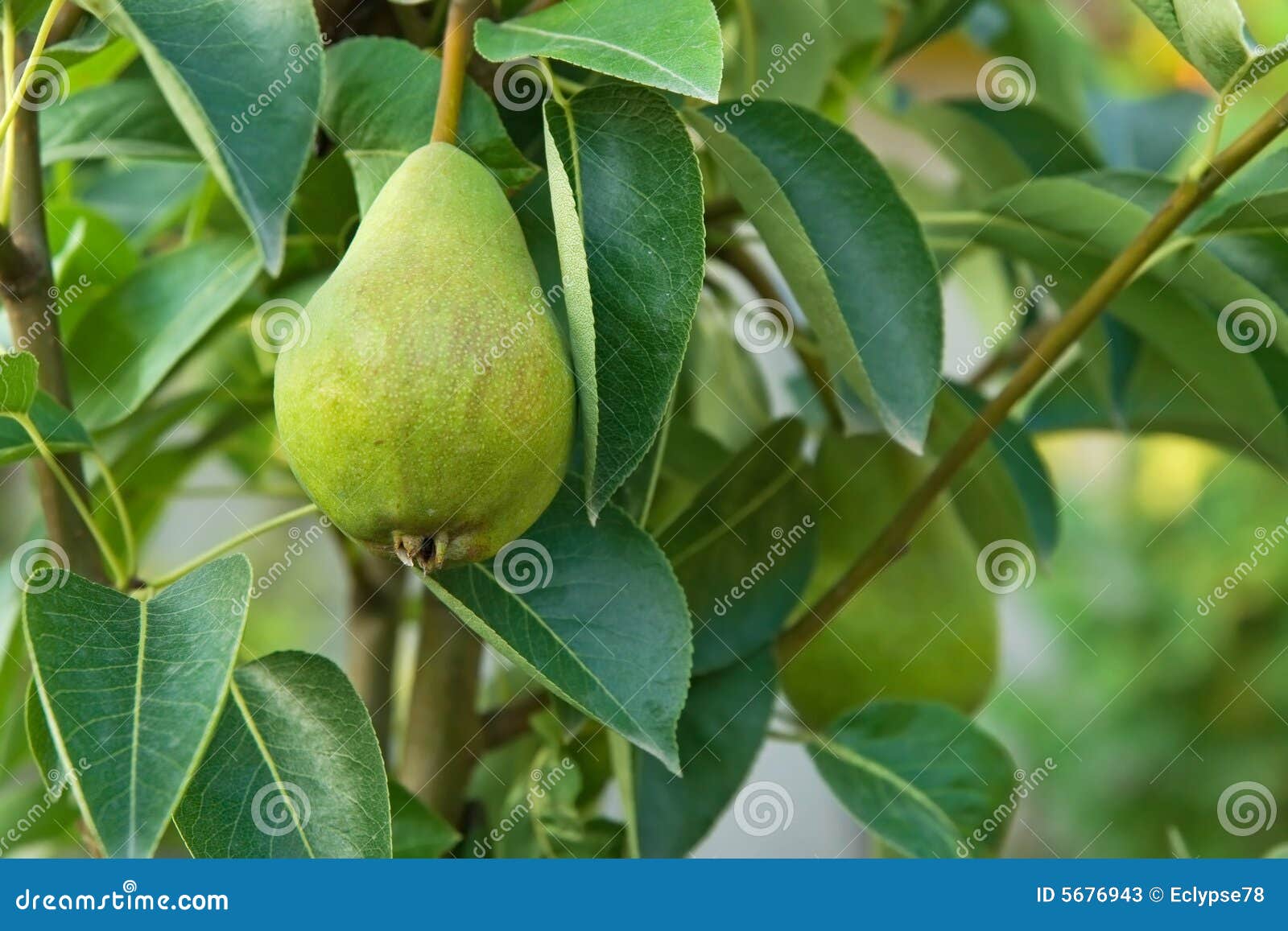 Green pear in a tree stock image. Image of ecological - 5676943