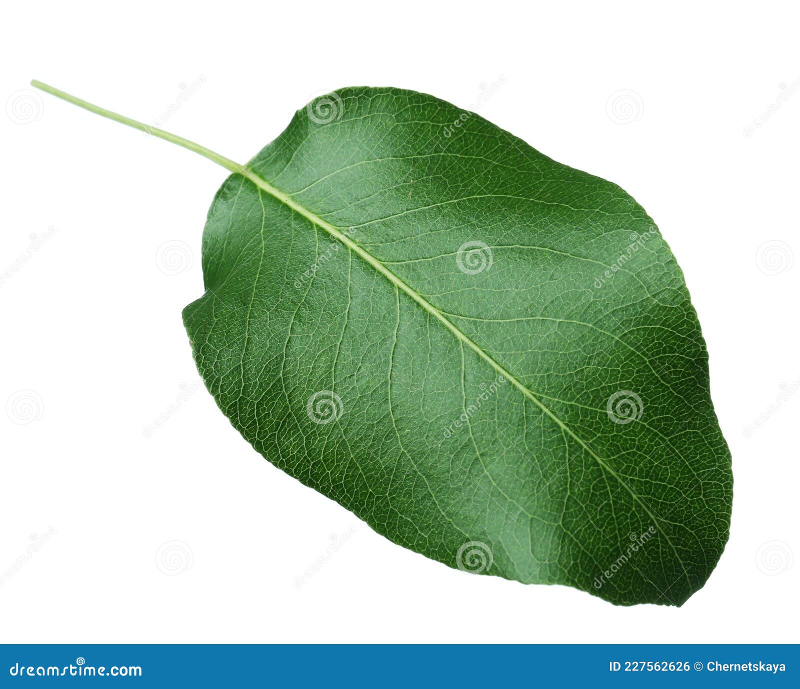 Green Pear Tree Leaf Isolated on White Stock Photo - Image of nature ...