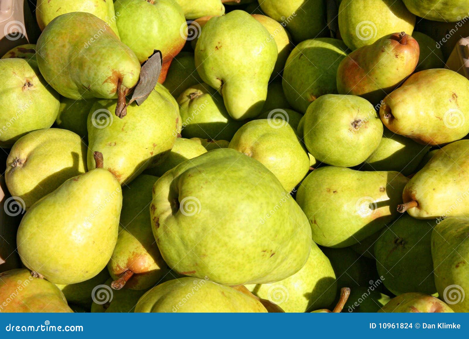 Green pears stock photo. Image of ripe, pears, fruit - 10961824