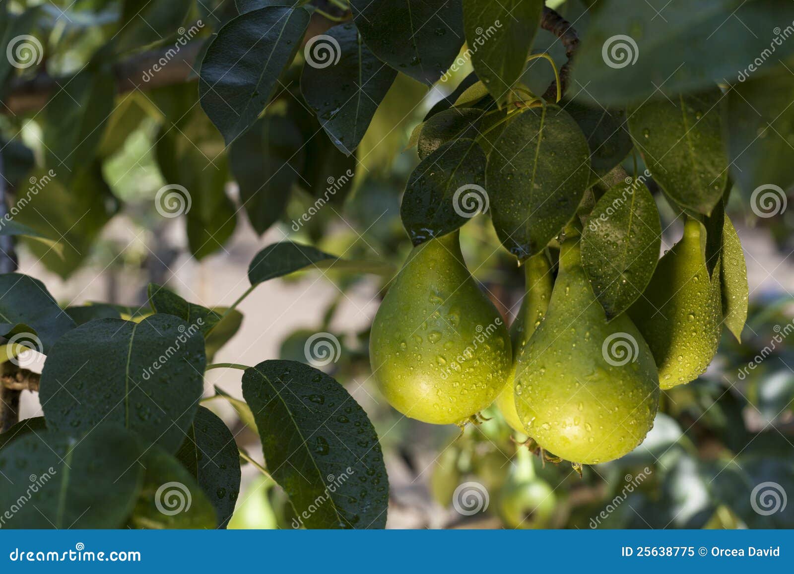 Green Pears stock image. Image of fresh, organic, drops - 25638775