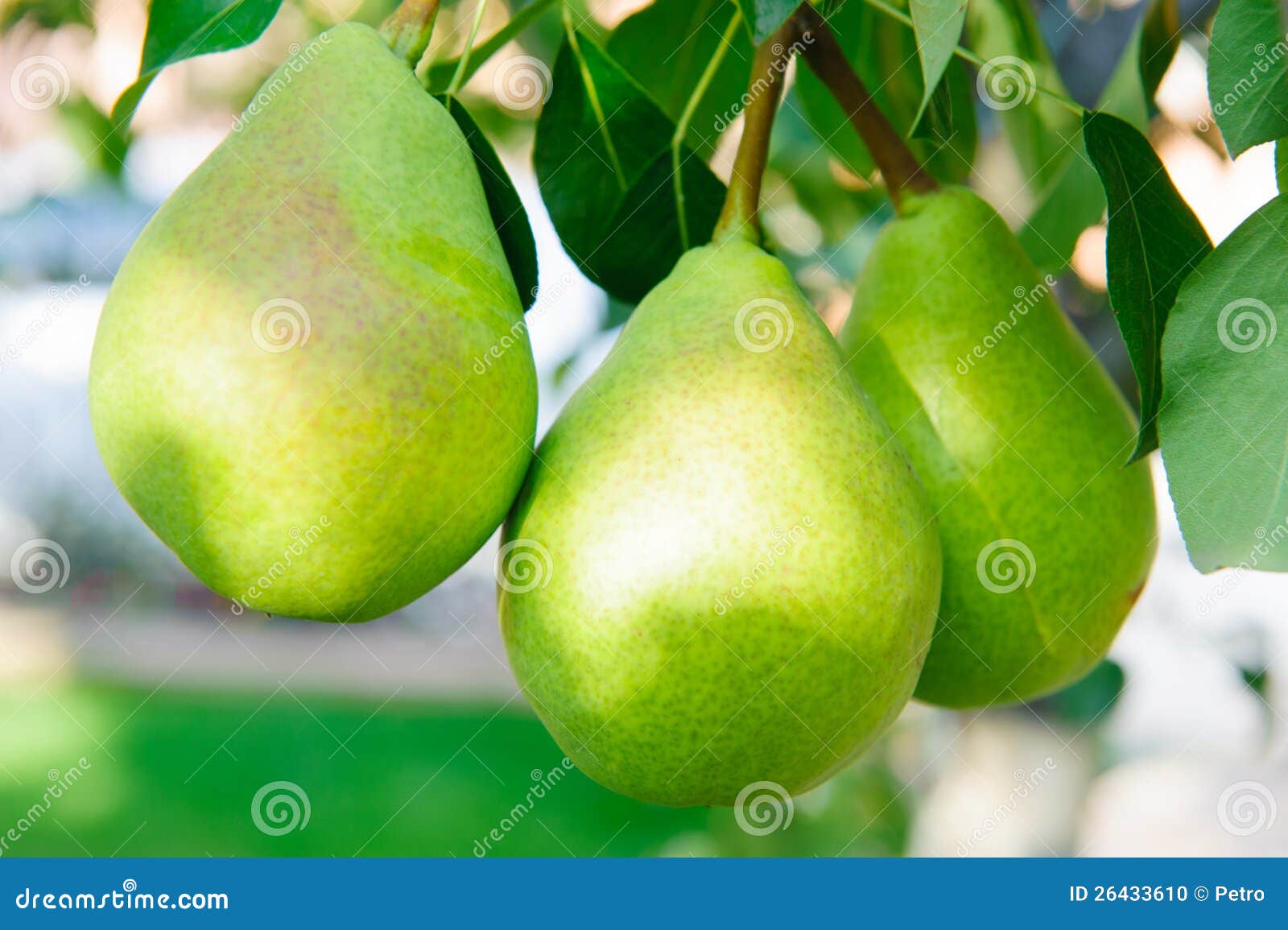 Green pears stock photo. Image of health, fruit, food - 26433610