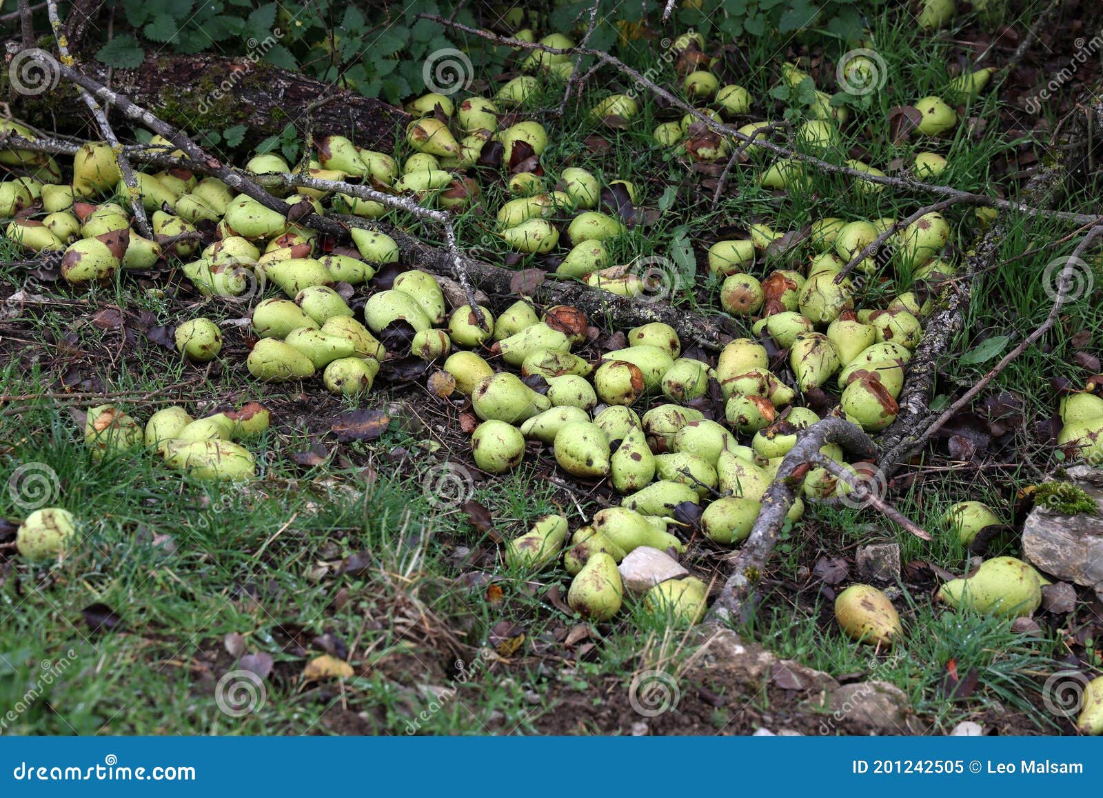 Green Pears Fall from the Tree To the Grass Stock Image - Image of ...
