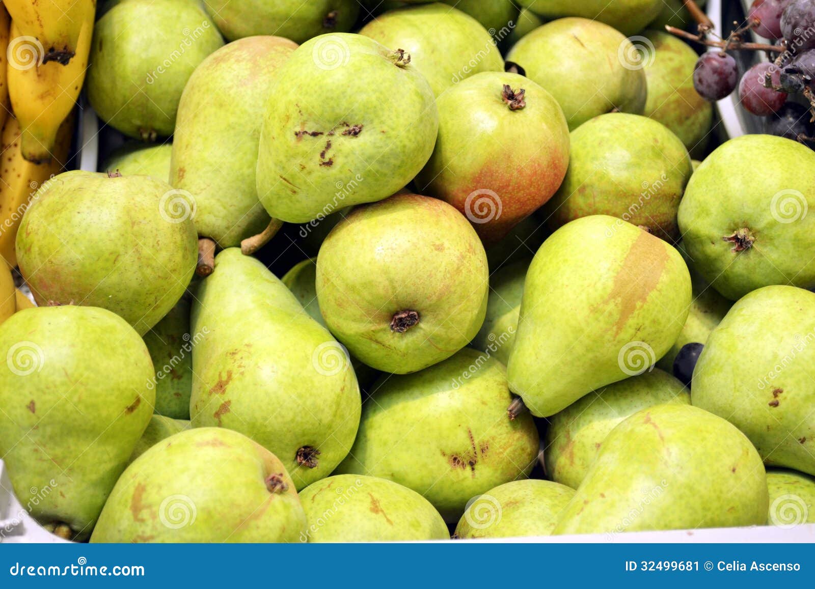 Green Pears Grow On A Tree. Stock Image | CartoonDealer.com #113557735