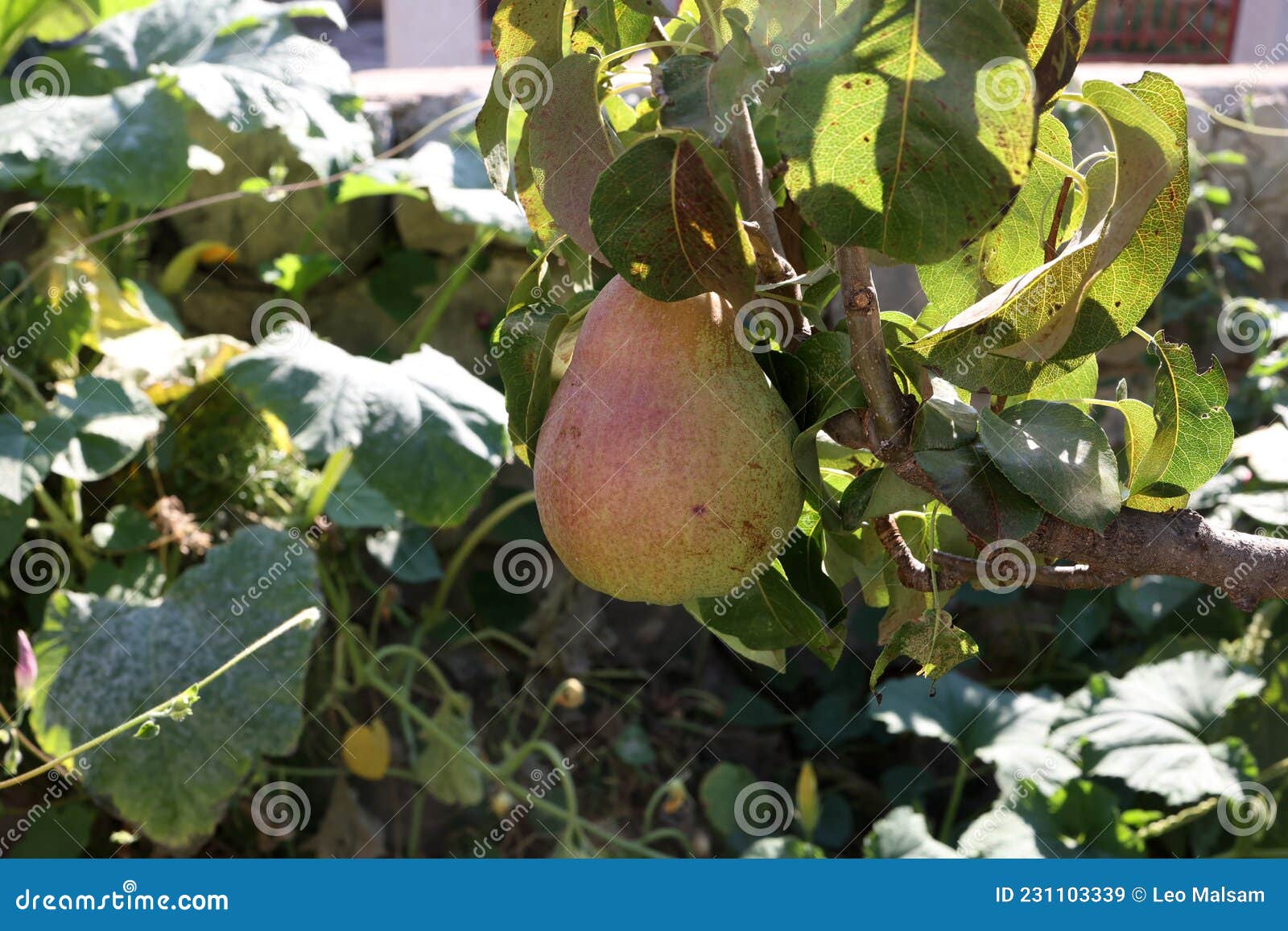 Green Pears Ripen on the Branches of the Tree Stock Image - Image of ...
