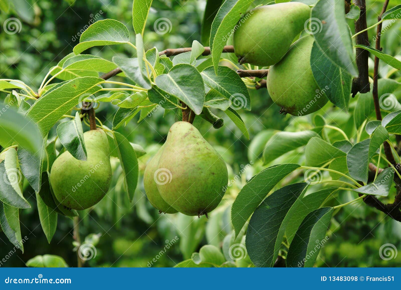 Green pears on tree stock photo. Image of foliage, nature - 13483098