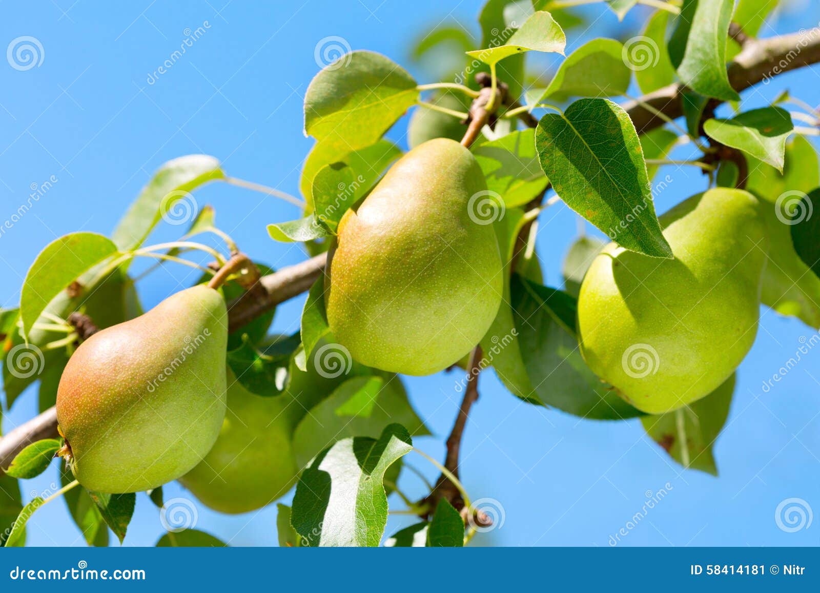 Green pears stock image. Image of fruit, ripe, food, natural - 58414181