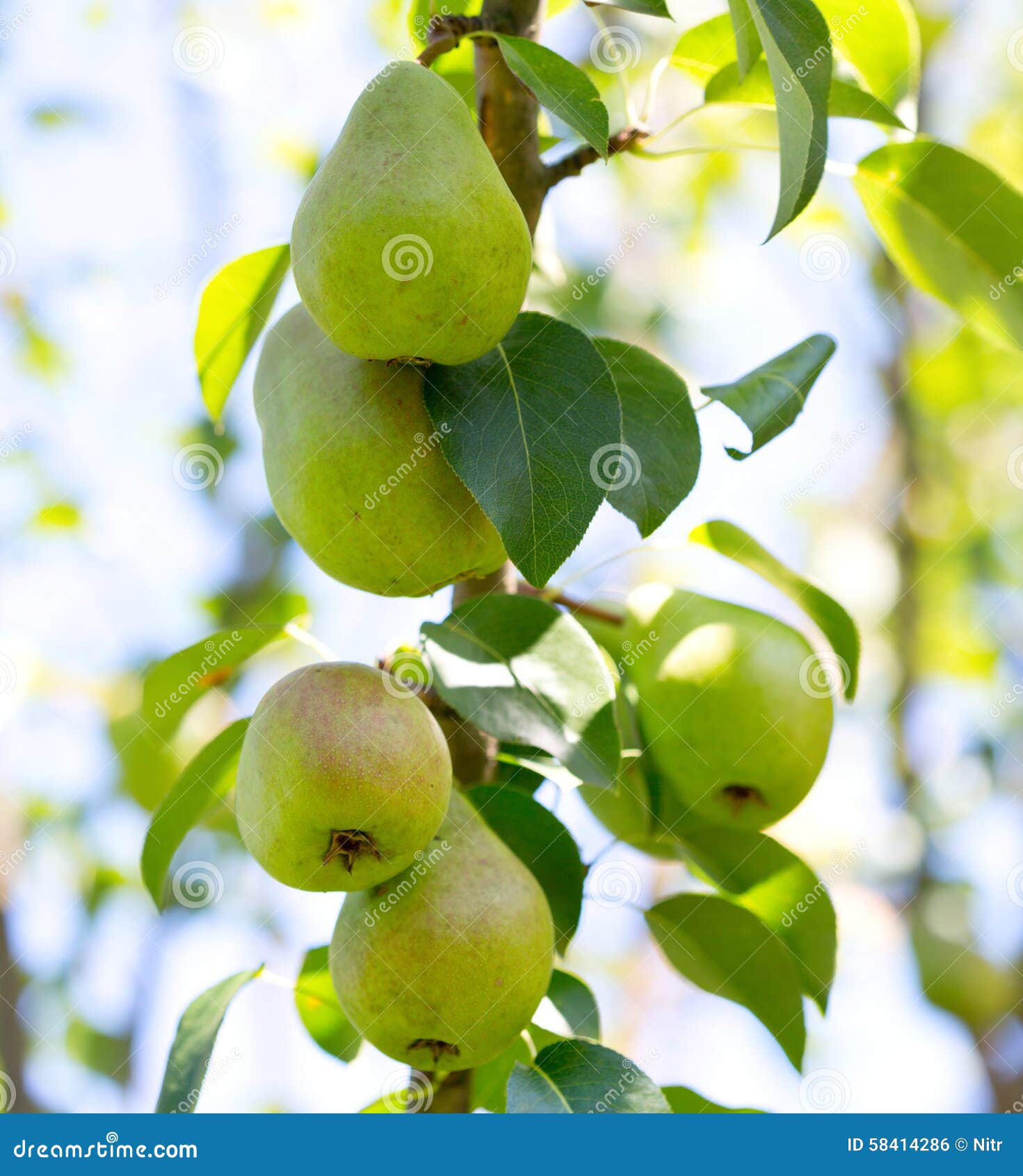 Green pears stock photo. Image of tree, natural, garden - 58414286