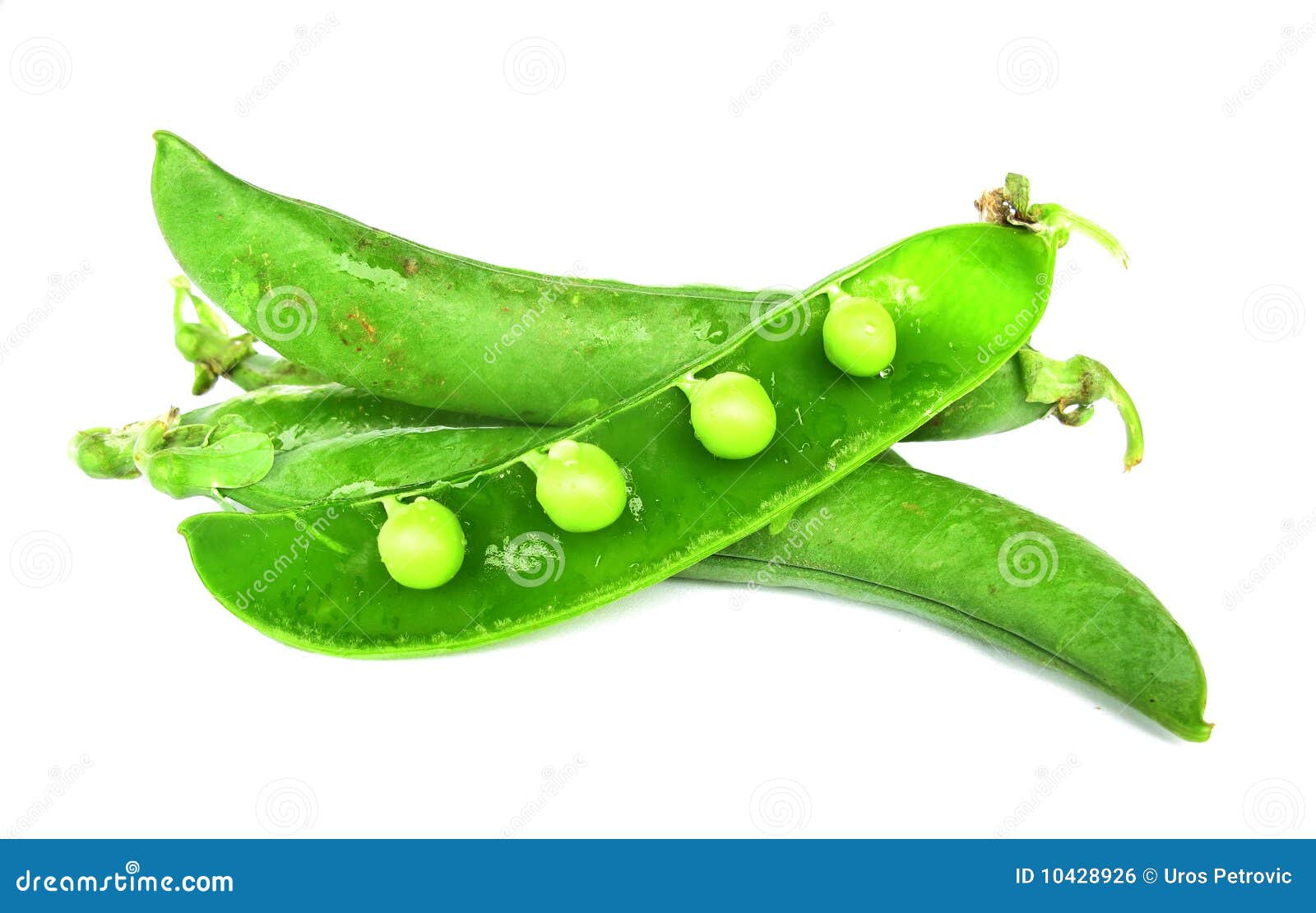 Pigeon Pea,Cajanus Cajan Toor,tuvar,gungo Pea On Plant Royalty-Free ...