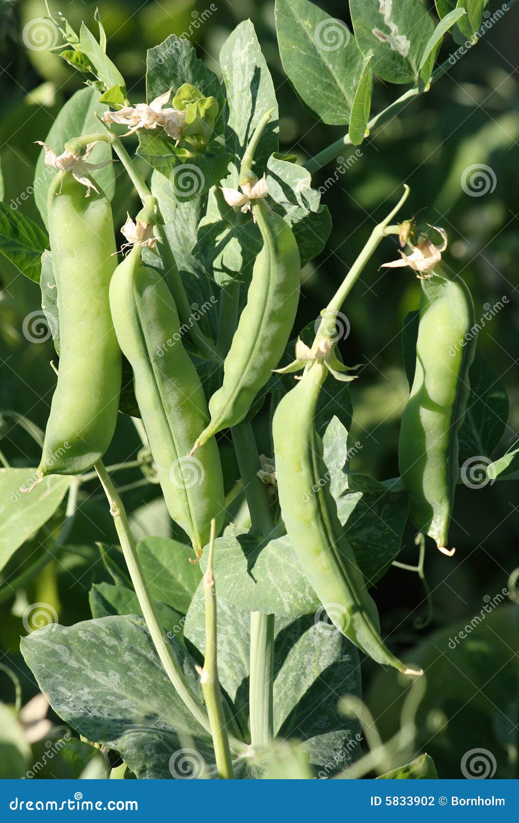 Green peas stock photo. Image of leaf, plant, gardening - 5833902