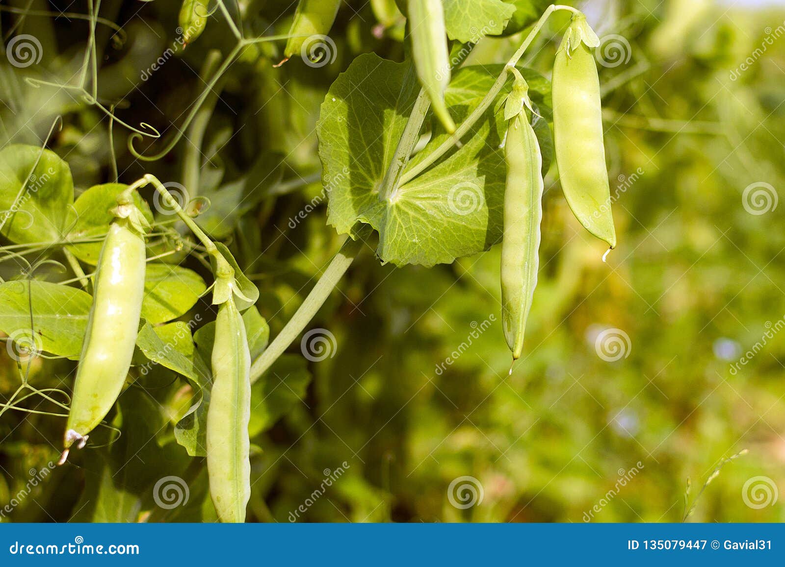 Green peas on branches stock image. Image of leaf, beans - 135079447