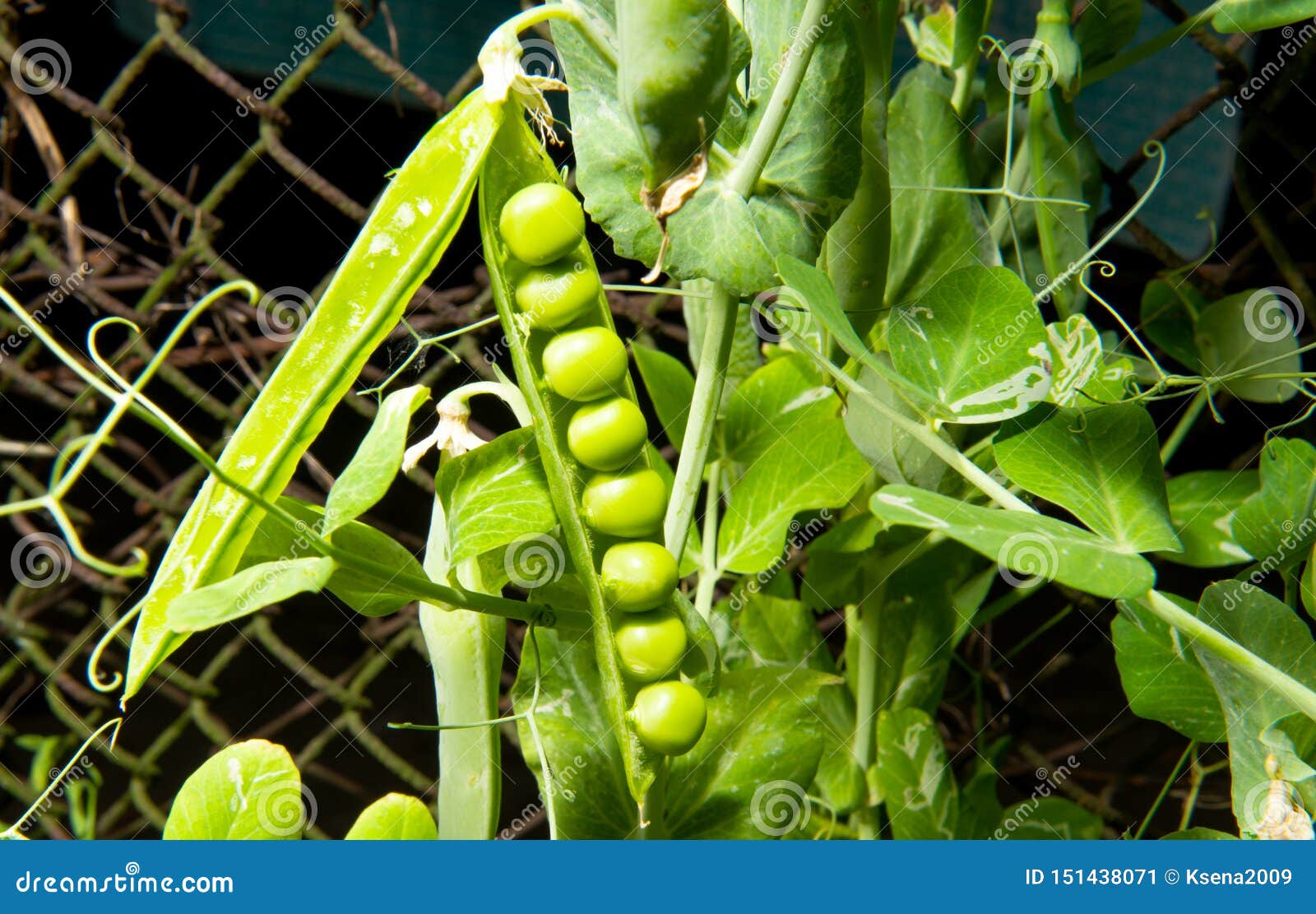Green Peas Growing on a Farm Stock Image - Image of farm, organic ...