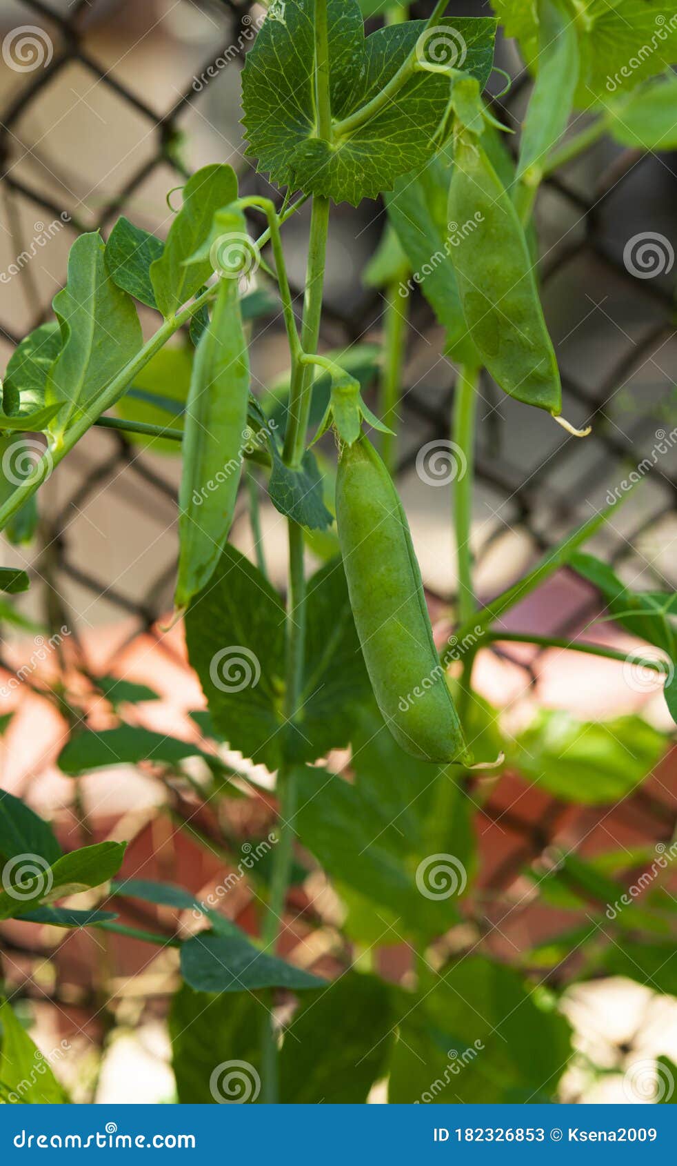 Green Peas Growing on a Farm Stock Image - Image of agriculture, stem ...