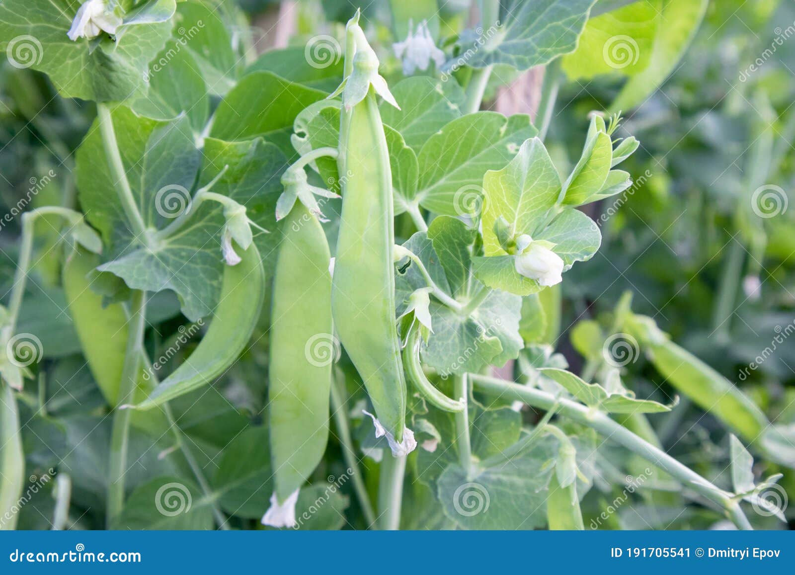 Green Peas Growing on a Farm Stock Image - Image of nutritious, green ...