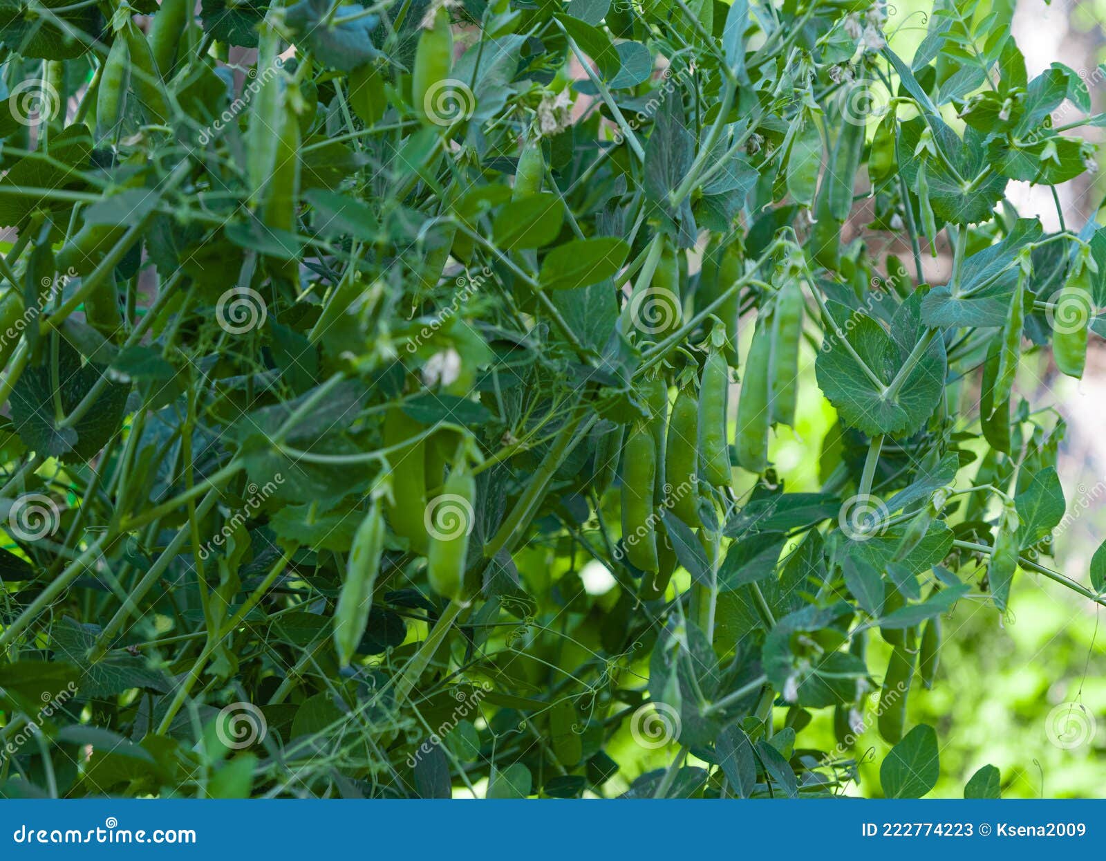 Green Peas Growing on the Farm Stock Image - Image of organic, farm ...