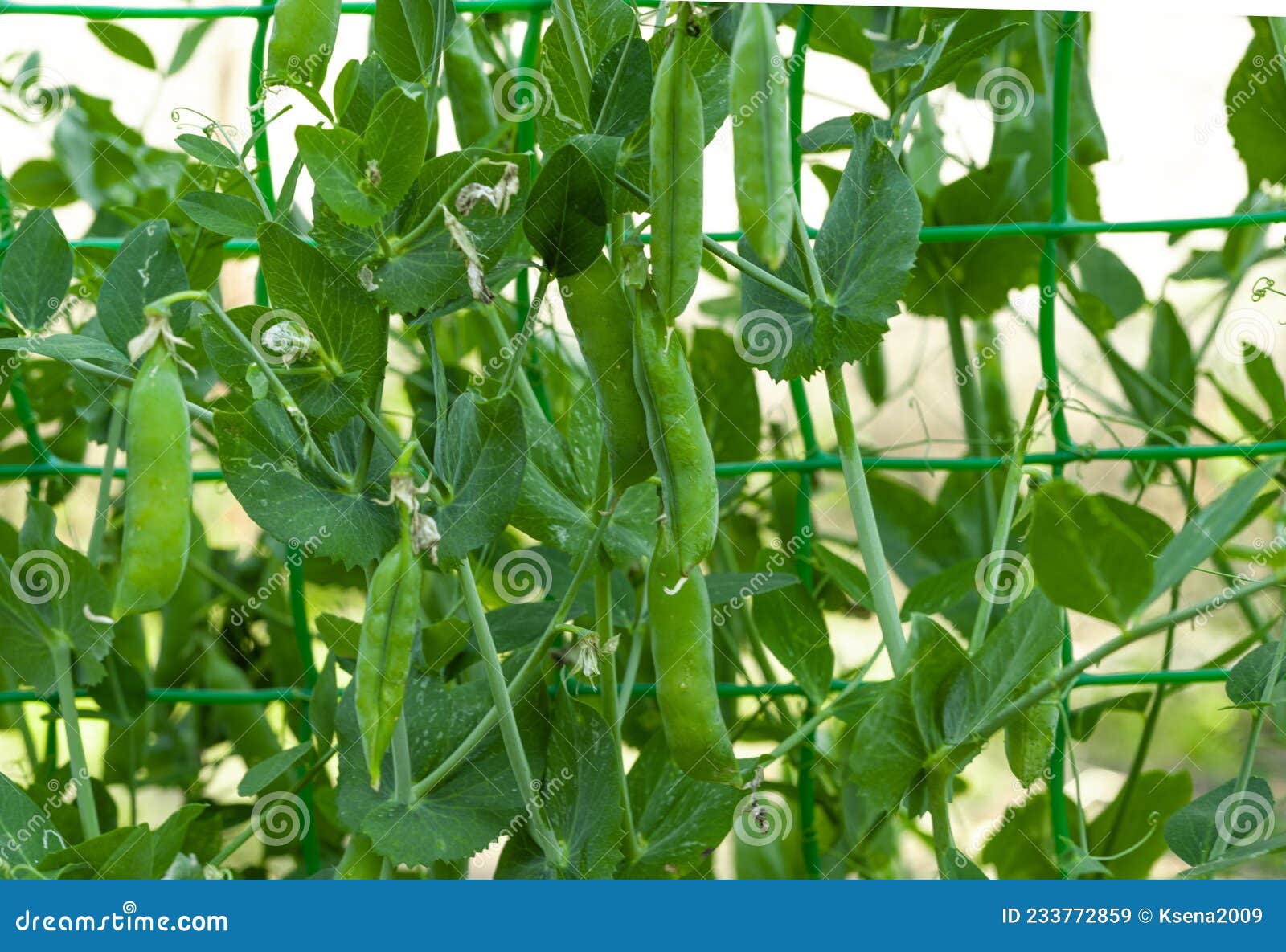 Green Peas Growing on the Farm Stock Image - Image of crop, nature ...