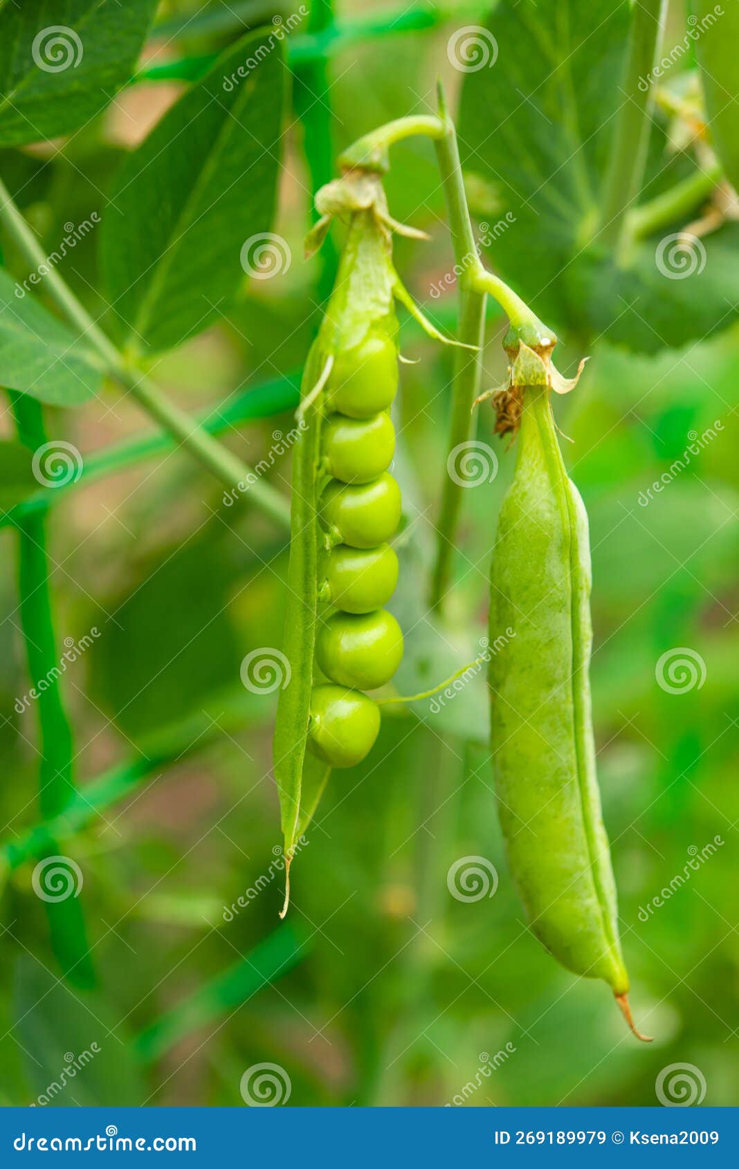Green Peas Growing in the Garden Stock Image - Image of peas, garden ...