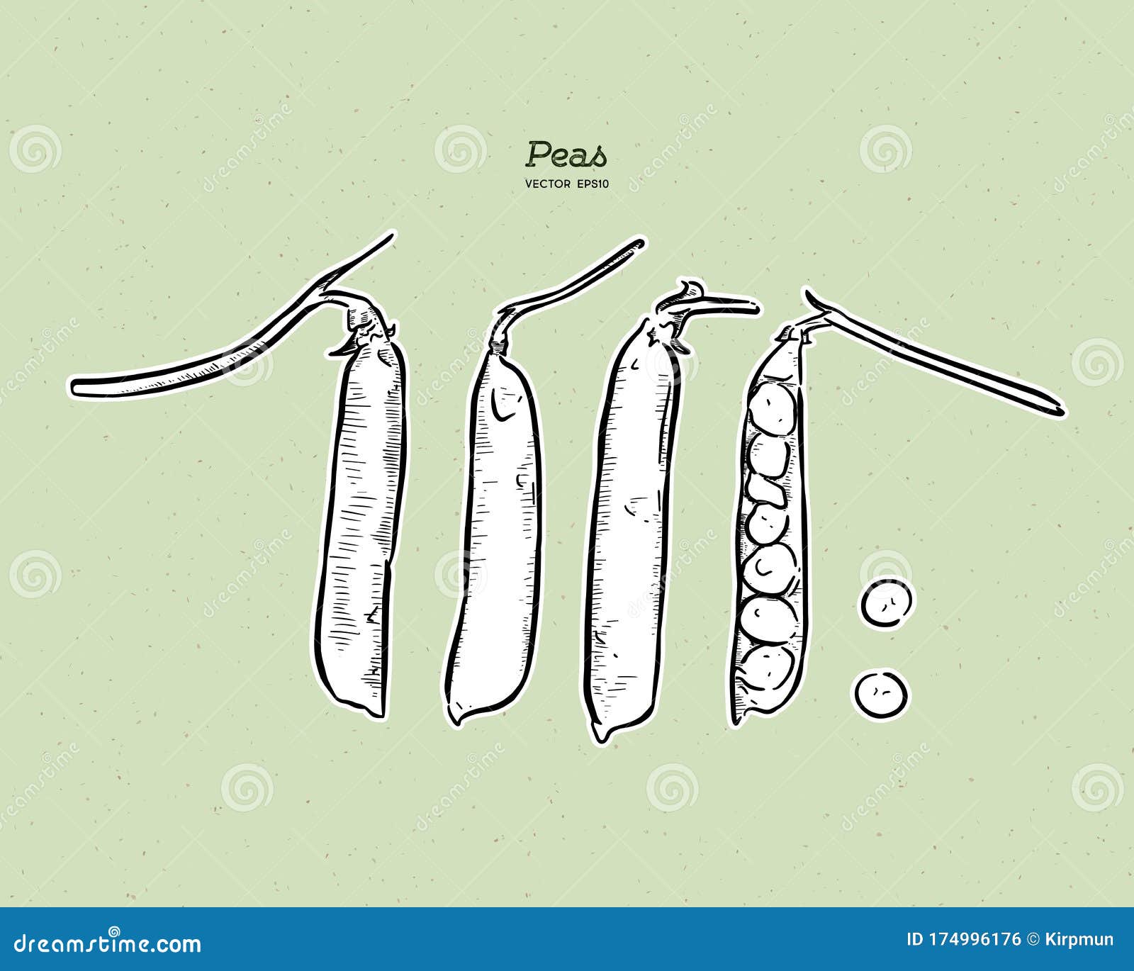Green Peas, Hand Draw Sketch Vector Stock Vector - Illustration of ...