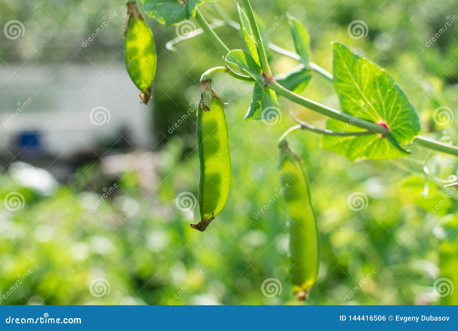Green Peas Inside Pods with Sunlight through Pod in Summer Stock Photo ...