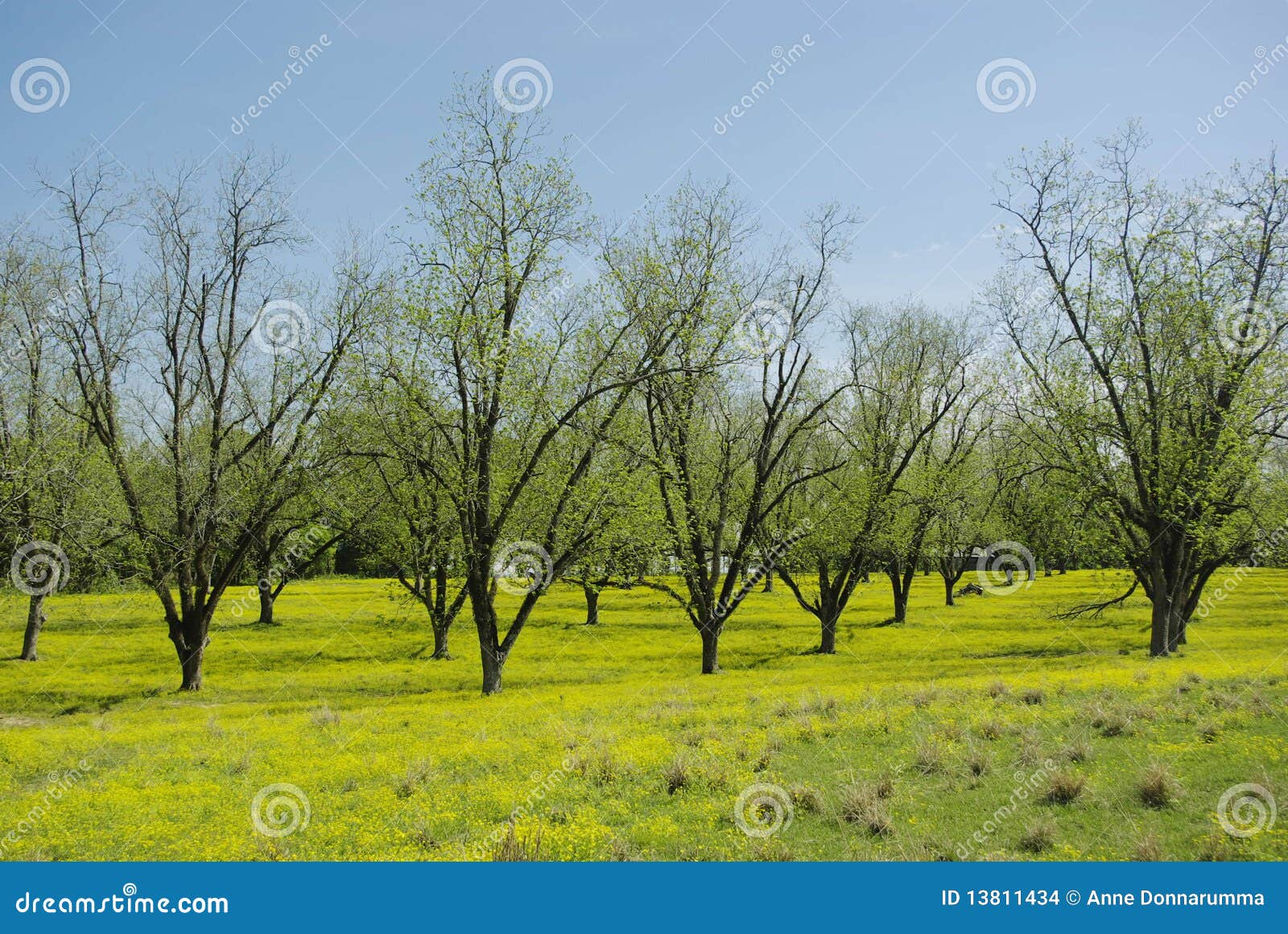 Green Pecan Grove in Spring Stock Photo - Image of growth, pecans: 13811434
