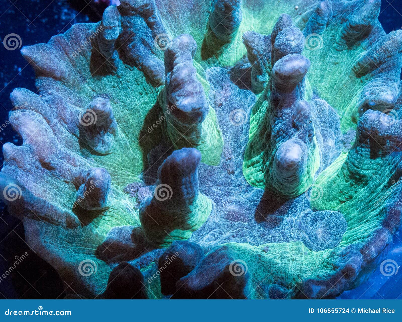 Green pectinia coral stock photo. Image of marine, colony - 106855724